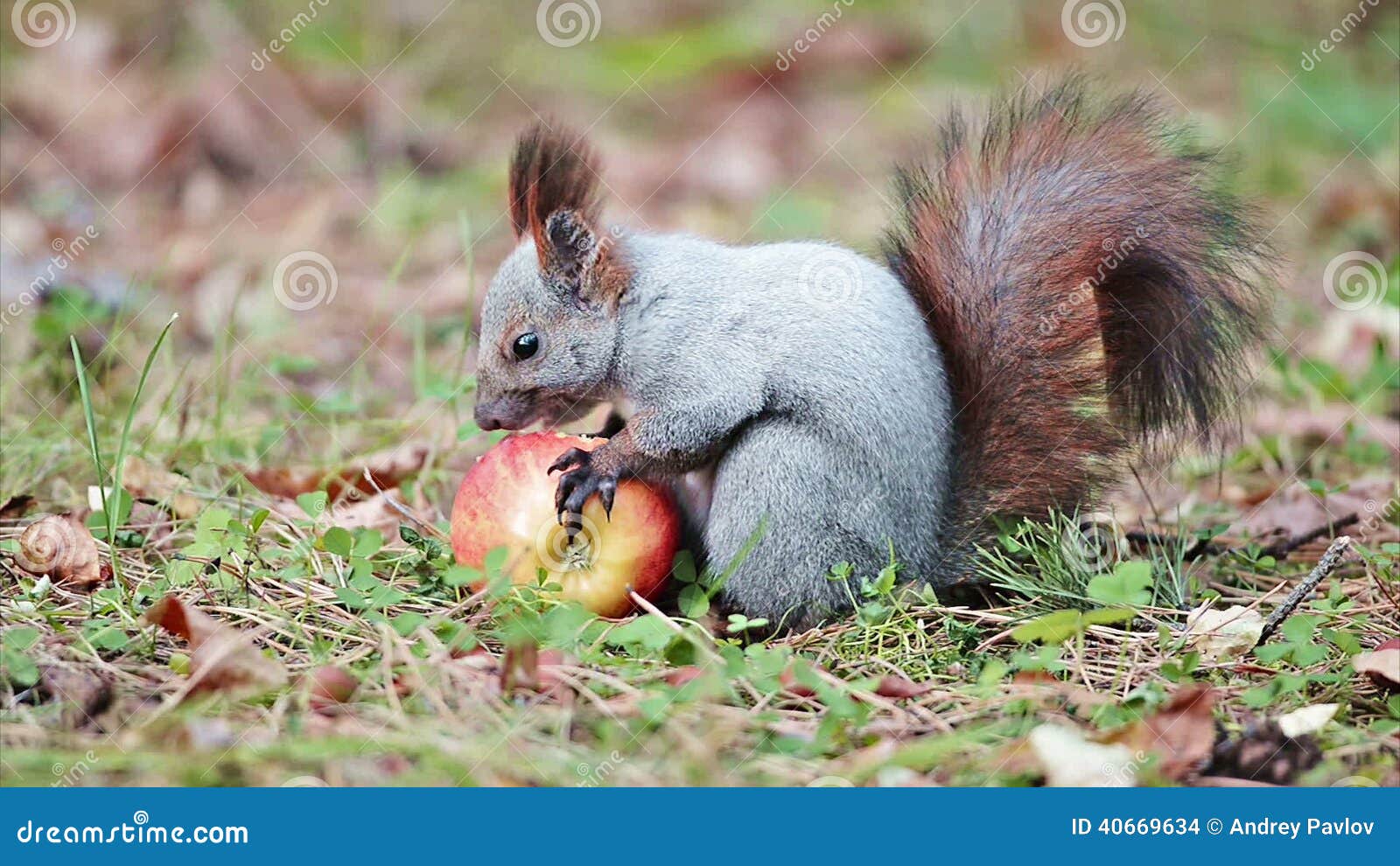 Squirrel Apple Stock Footage & Videos - 55 Stock Videos