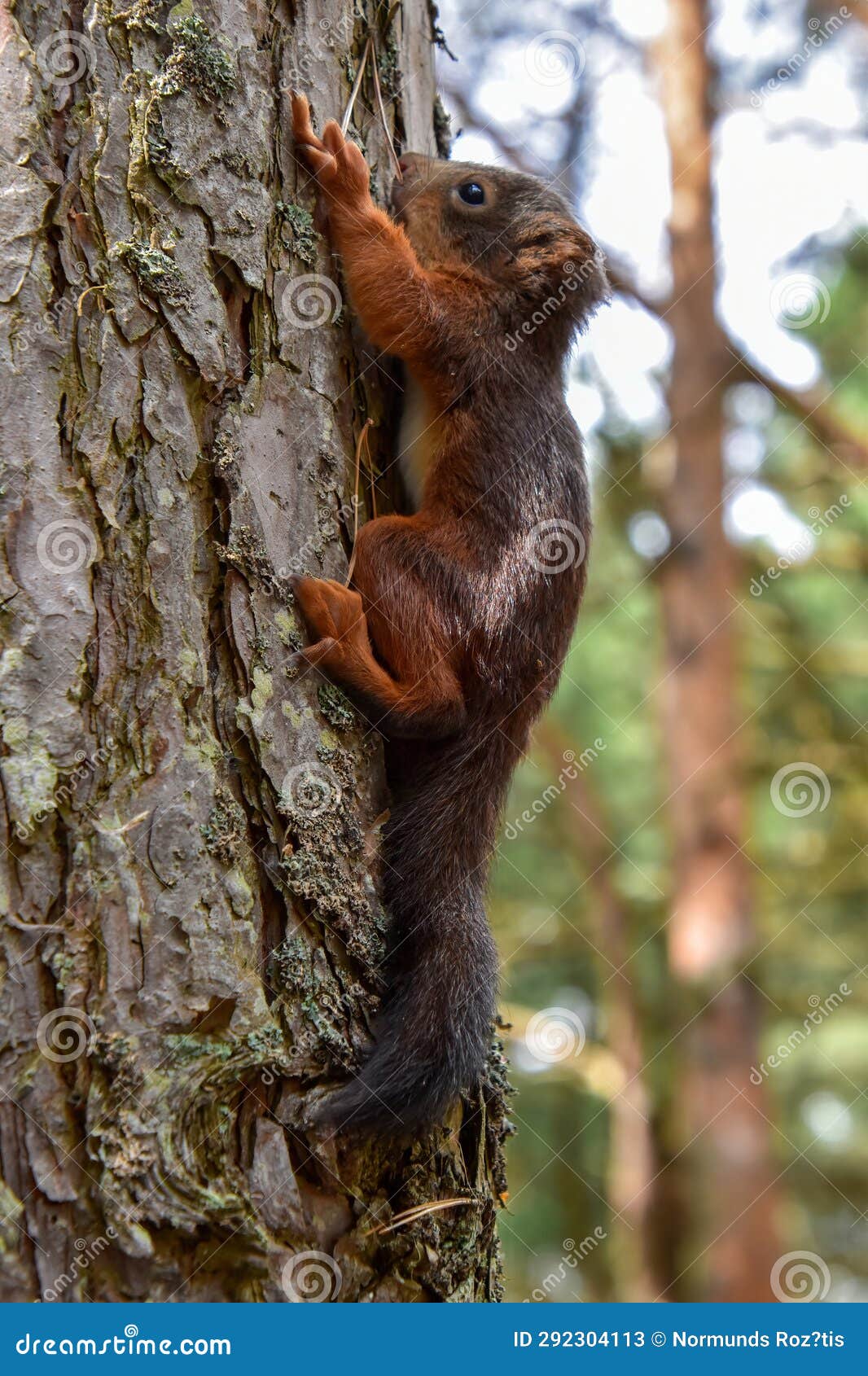 Squirrel As a Child Spotted in a Tree Stock Image - Image of chipmunk ...