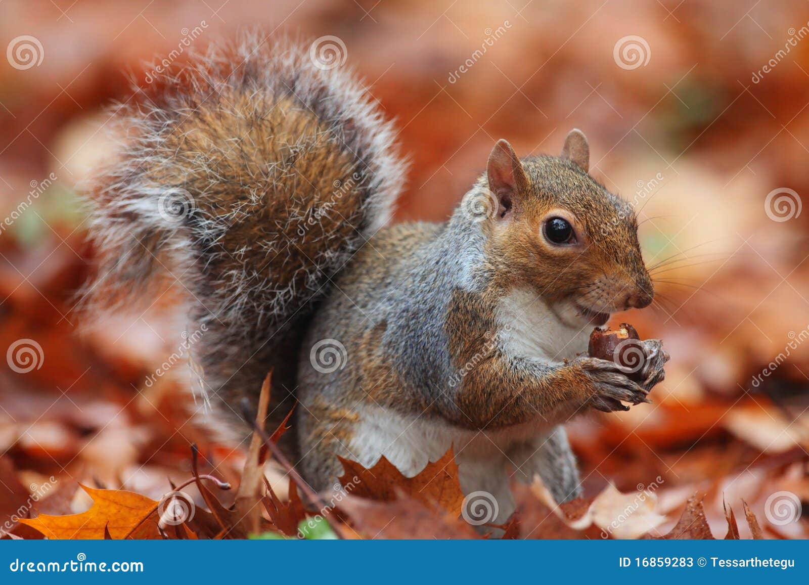Squirrel in Autumn stock image. Image of chip, squirrel - 16859283