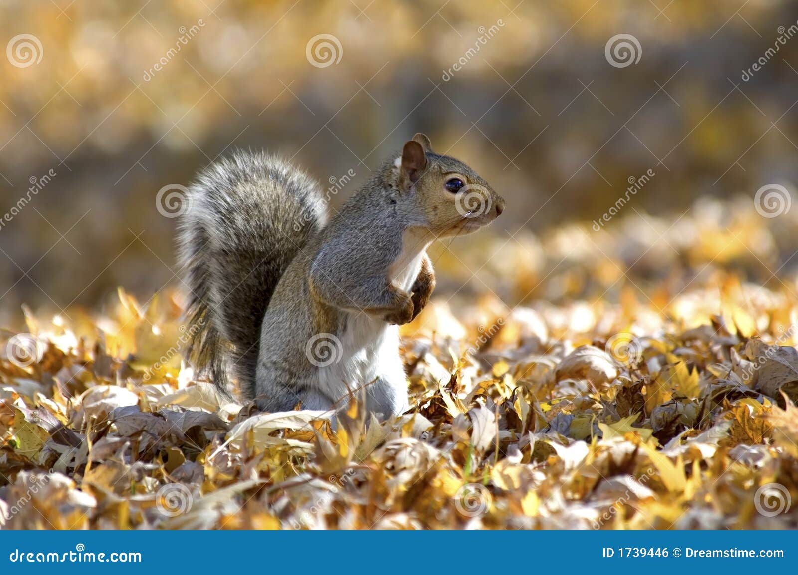 Squirrel in Autumn stock photo. Image of squirrel, outside - 1739446
