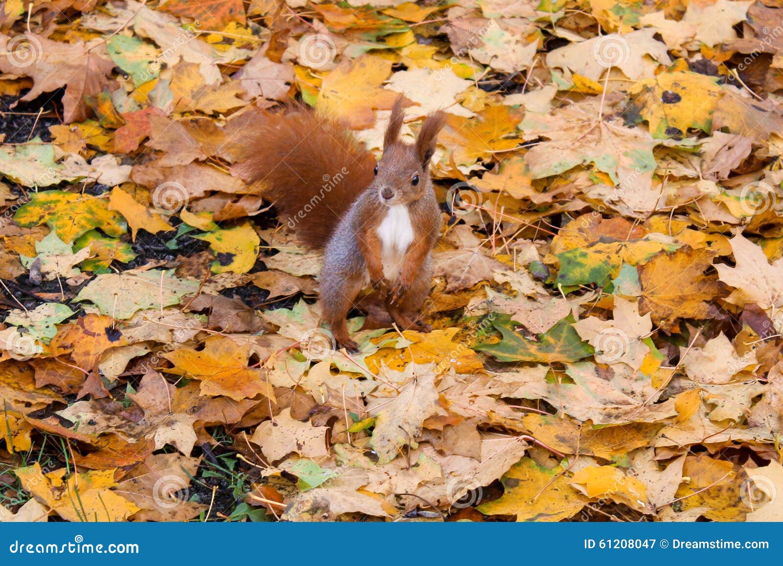 Squirrel in autumn stock image. Image of nature, leafs - 61208047