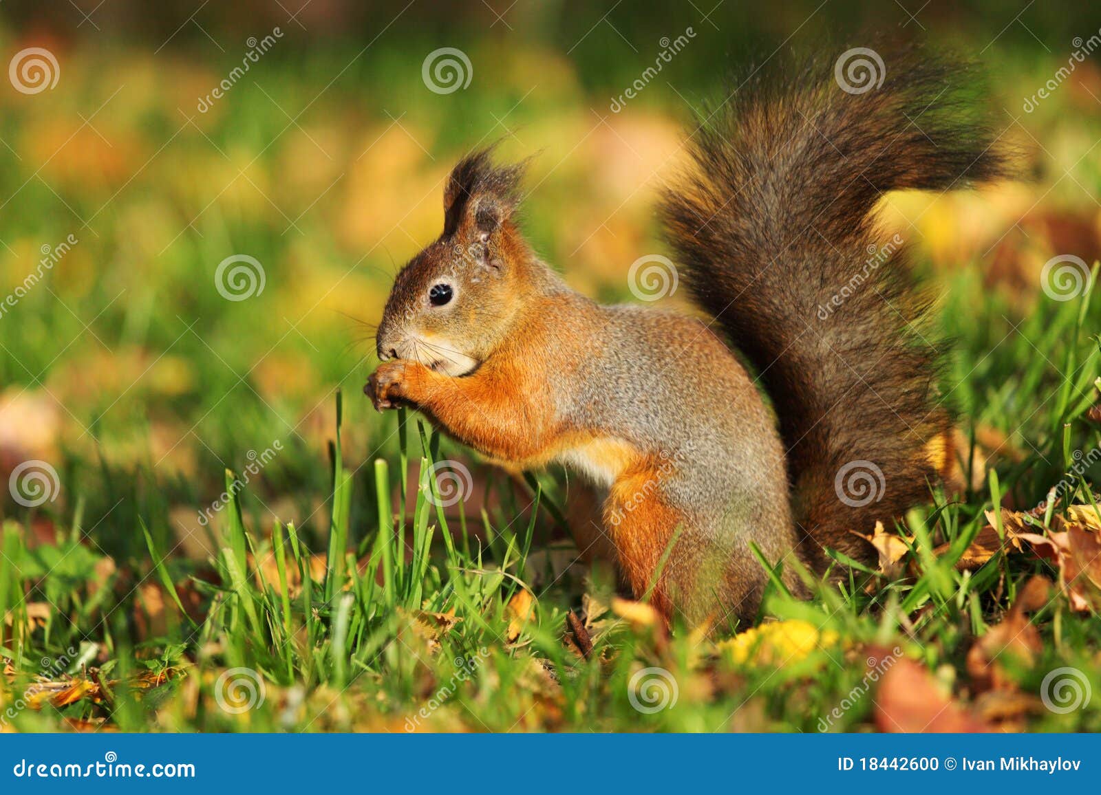 Squirrel in the Autumn Forest Stock Photo - Image of creature, outdoor ...