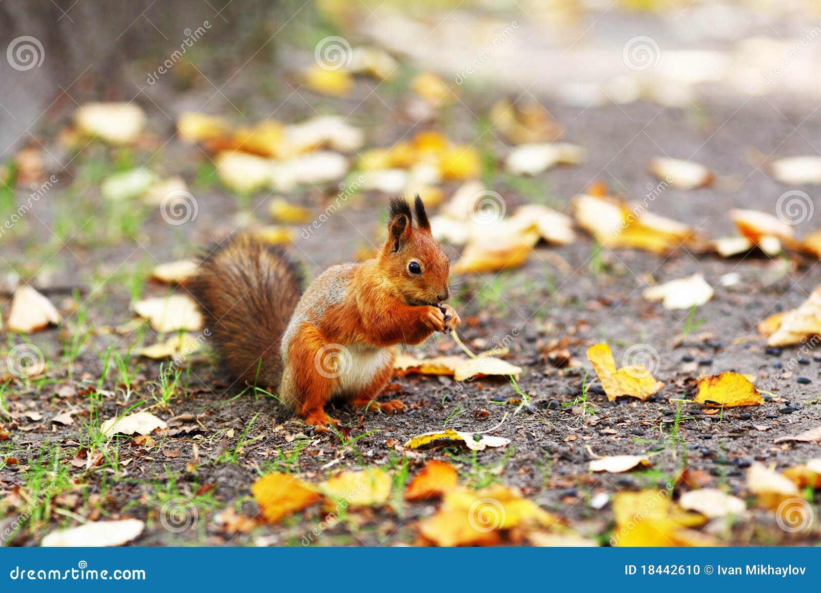 Squirrel in the Autumn Forest Stock Photo - Image of brown, furry: 18442610