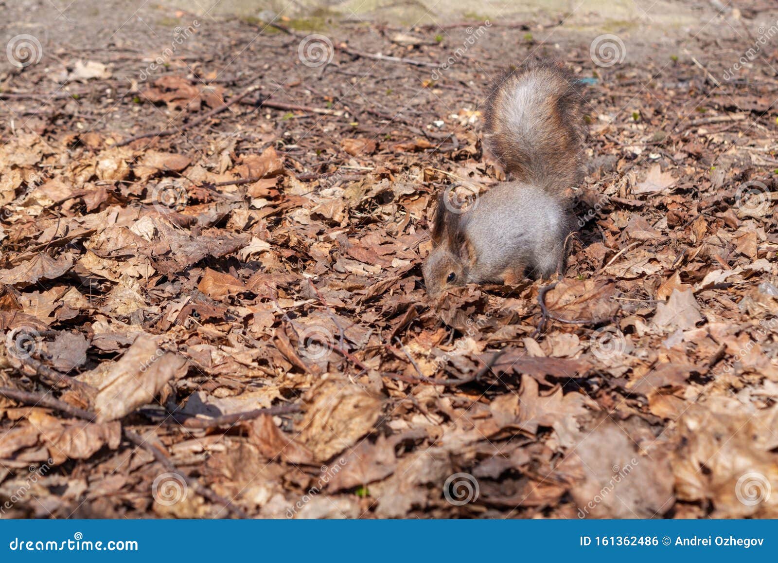 Squirrel in the Autumn Forest Park. Stock Photo - Image of brown ...