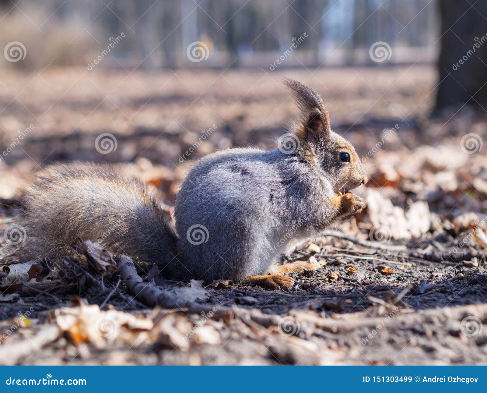Squirrel in the Autumn Forest Park Stock Image - Image of fluffy ...