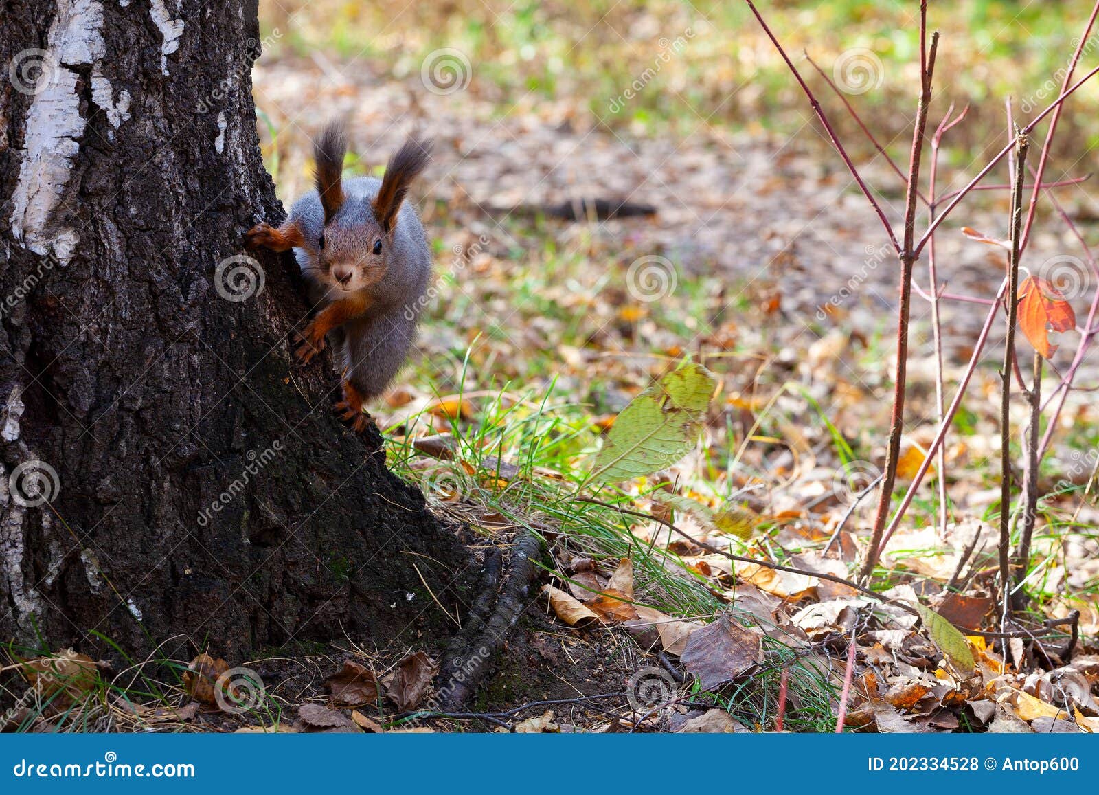 Squirrel in Autumn Forest Peeping Out from Behind a Tree Stock Photo ...