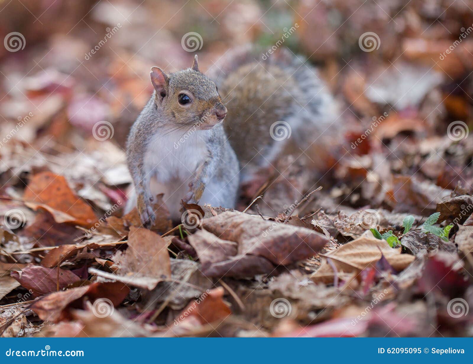 Squirrel and the Autumn Leaves Stock Image - Image of wood, autumn ...