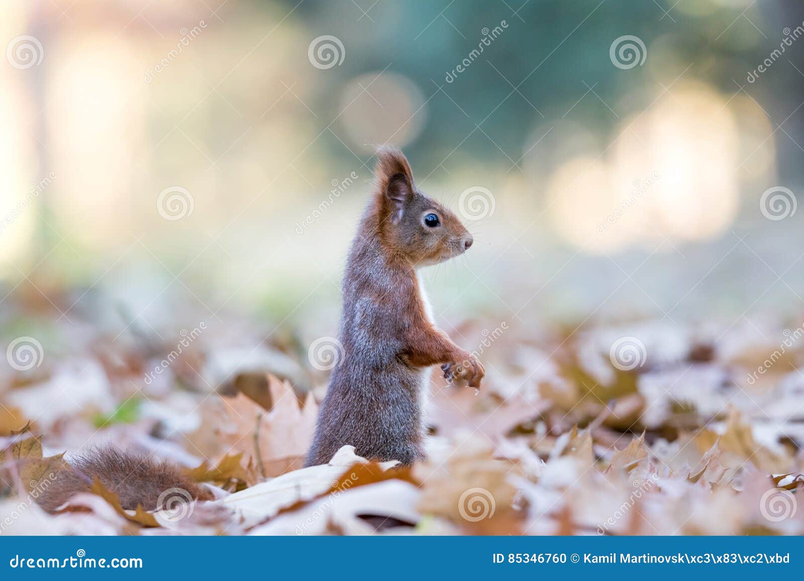 Squirrel in autumn stock photo. Image of nature, branch - 85346760