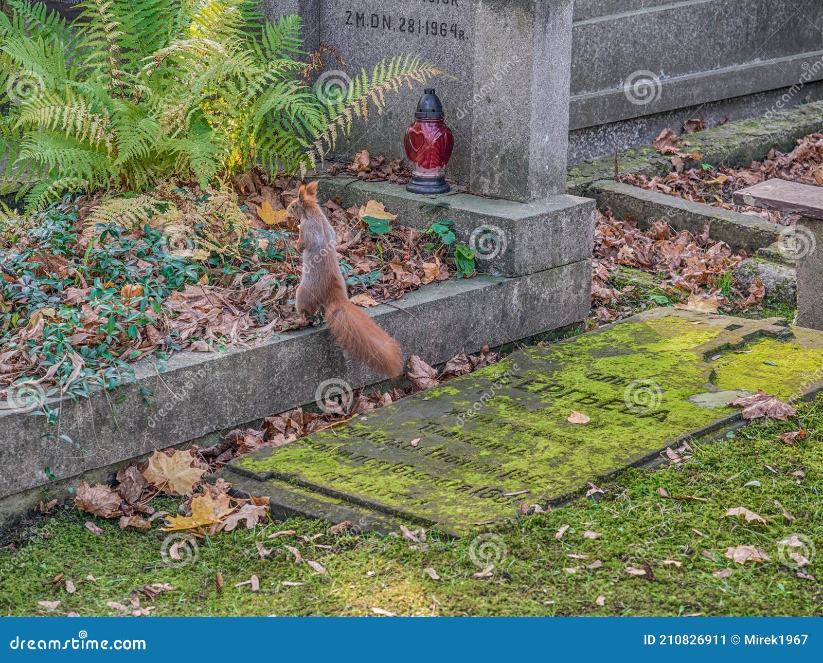 Squirrel on the cemetery stock image. Image of colorful - 210826911