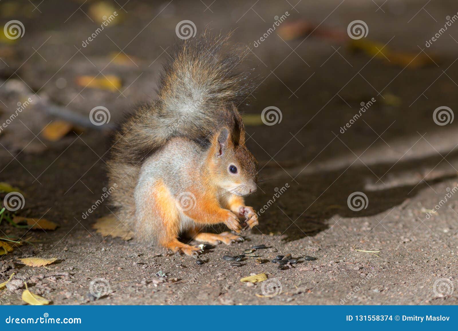 Squirrel Eats Sunflower Seeds Stock Photo - Image of beauty, leaves ...