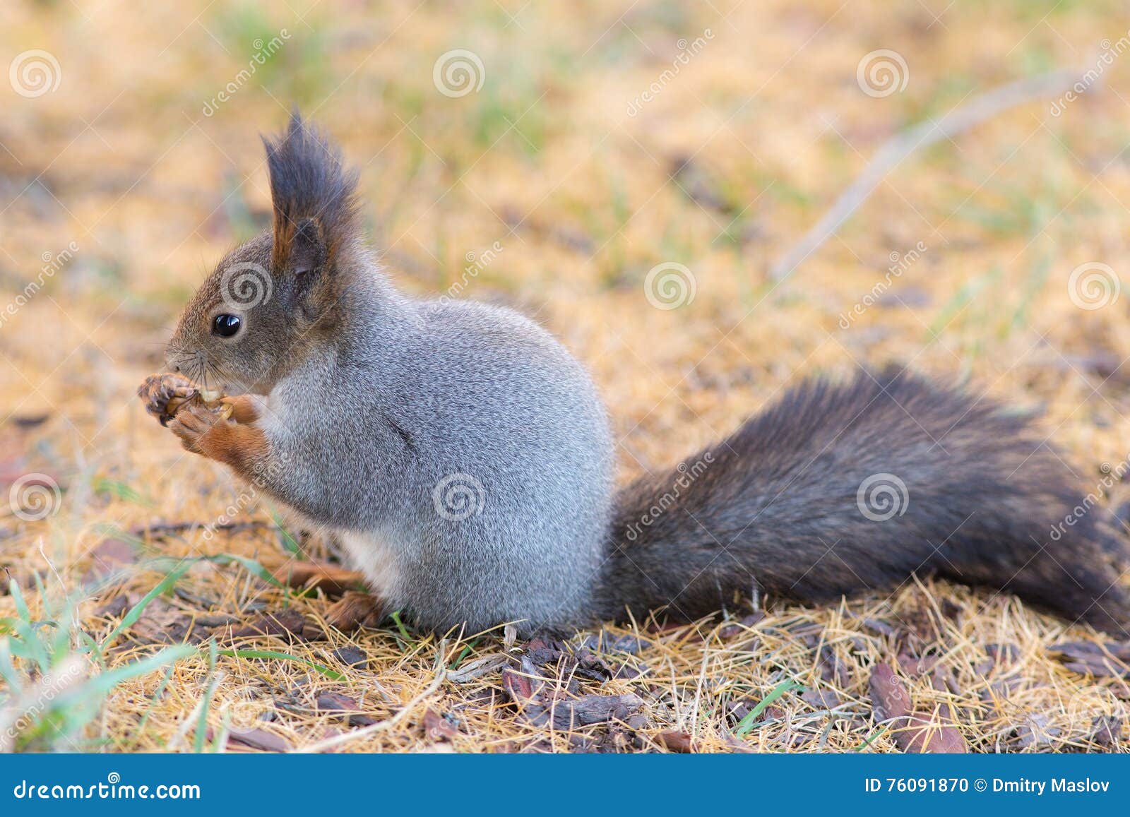 Squirrel in autumn stock photo. Image of yellow, park - 76091870