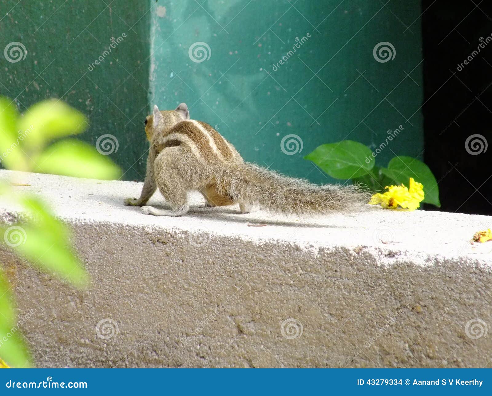Squirrel Back Pose Showing Danger and Stress Stock Photo - Image of ...