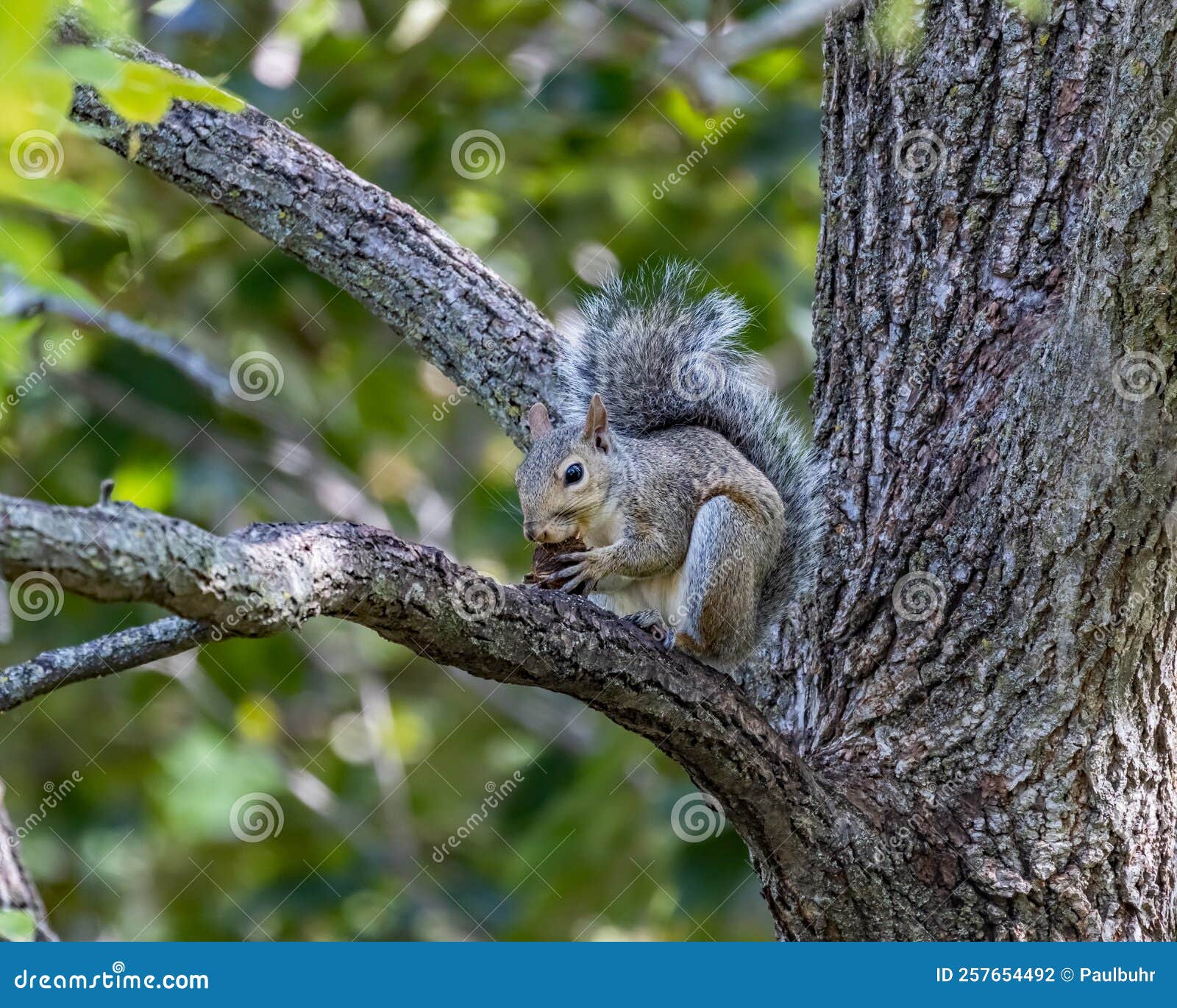 Squirrel in the back yard stock photo. Image of spent - 257654492
