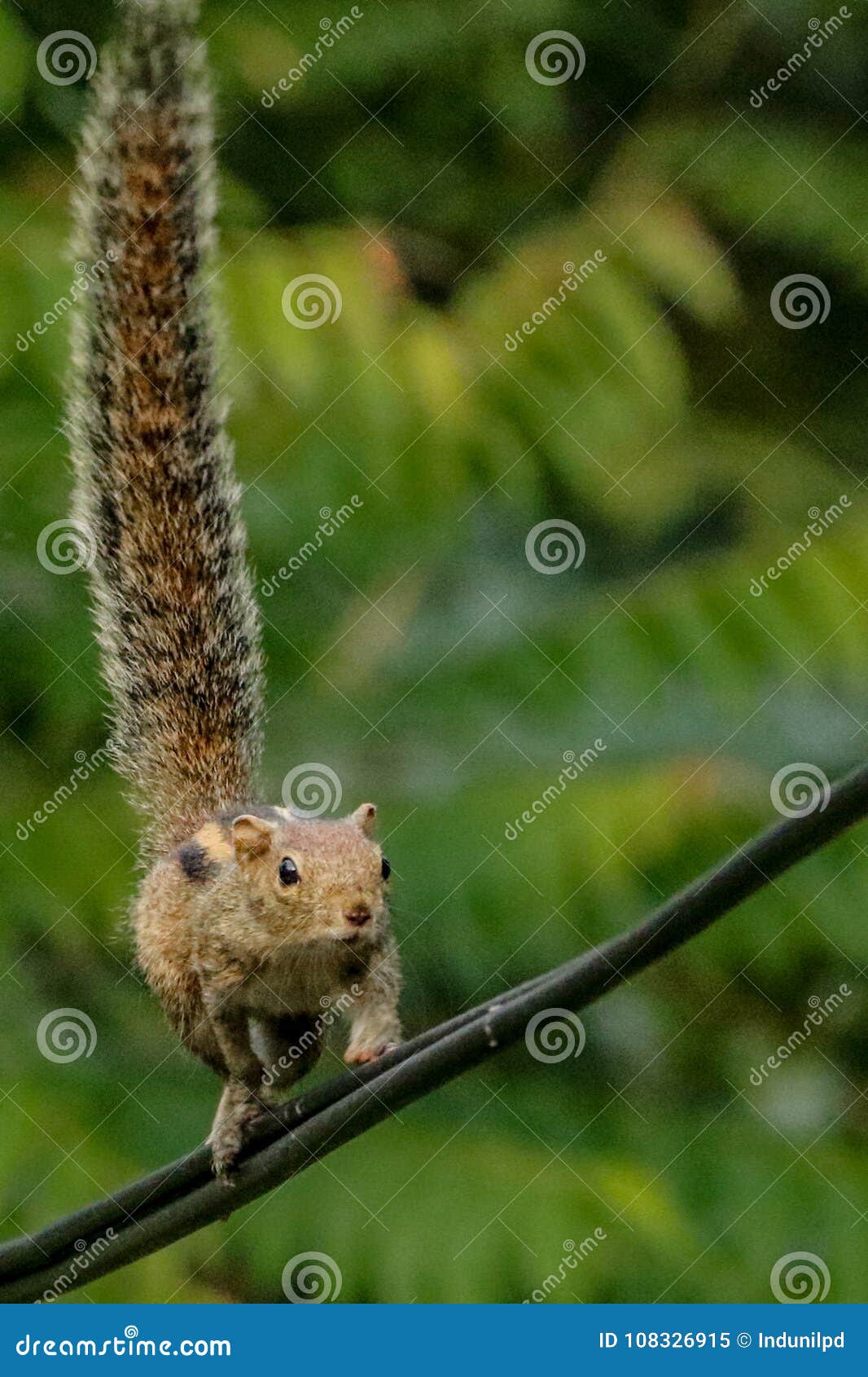 Squirrel balance stock image. Image of squirrel, small - 108326915
