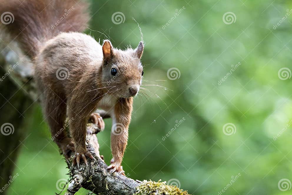 Squirrel Balancing on Branch Stock Photo - Image of rabbit, nature ...