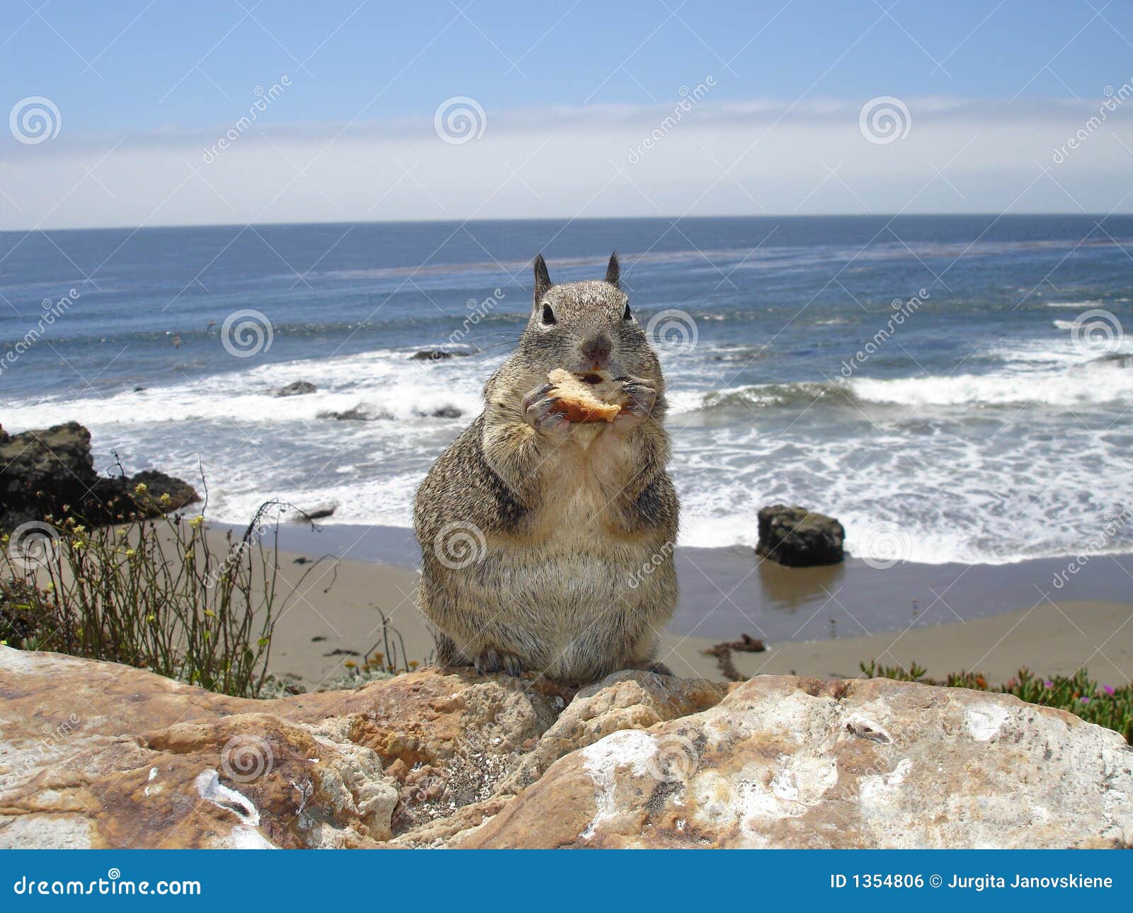 Squirrel at the beach stock photo. Image of water, paws - 1354806