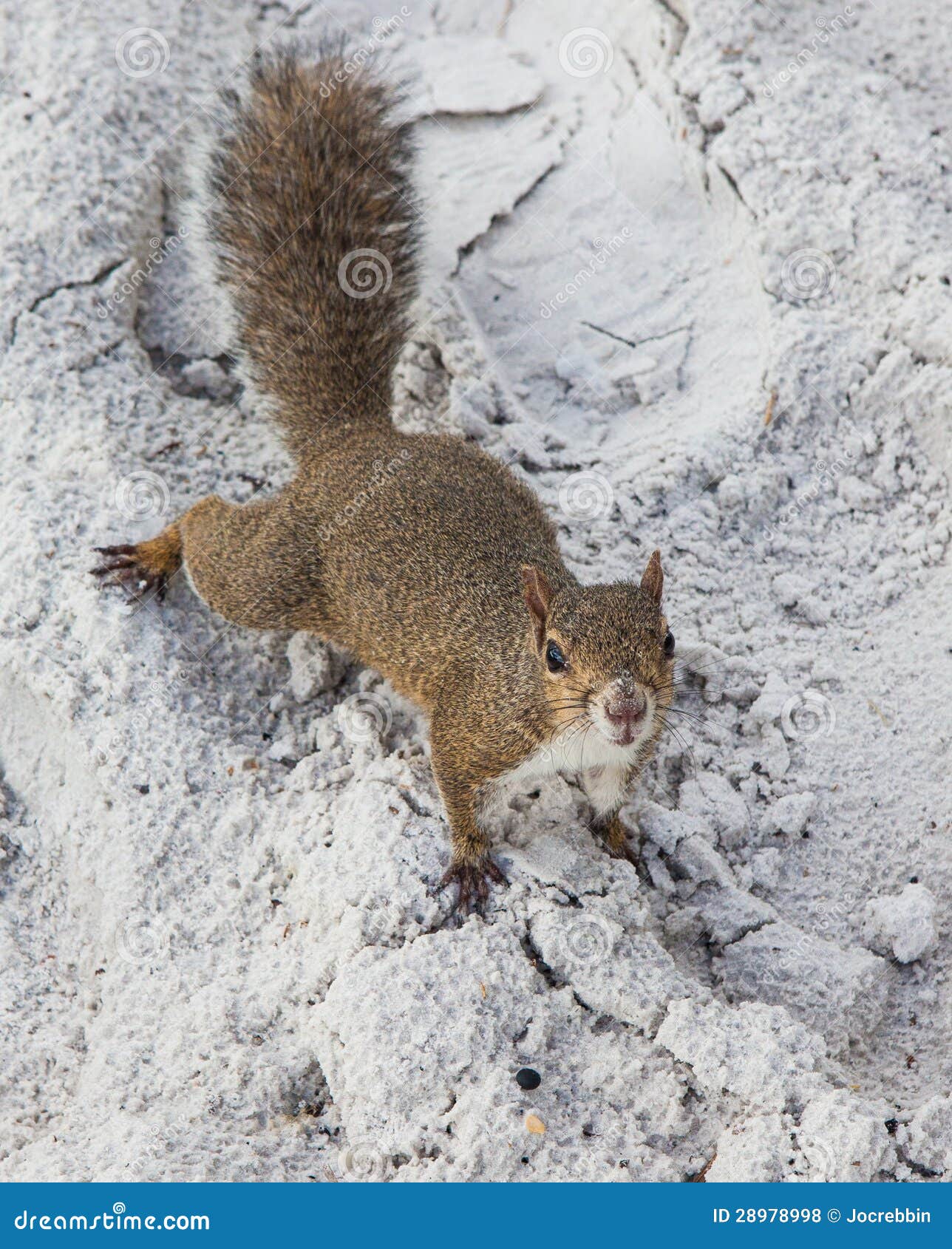 Squirrel on beach stock photo. Image of squirrel, eyes - 28978998