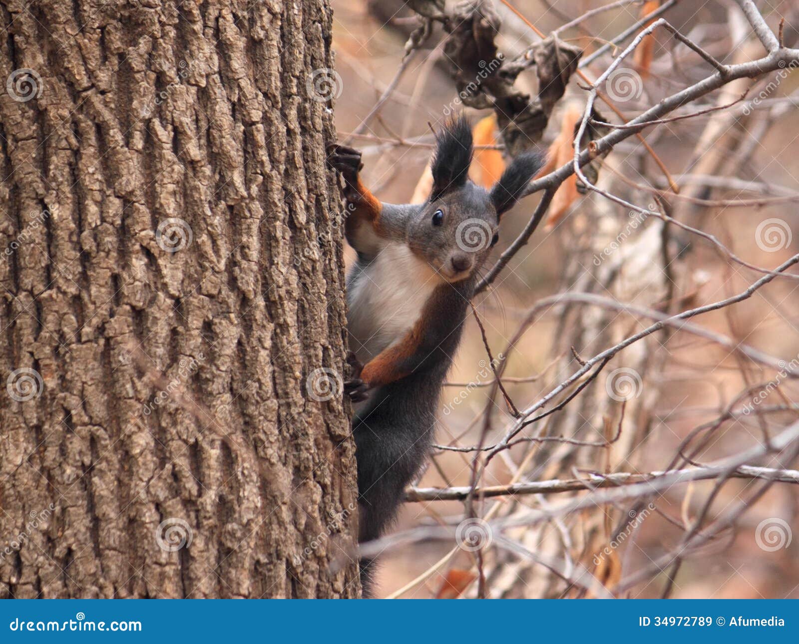 Squirrel stock image. Image of natural, ears, small, tail - 34972789