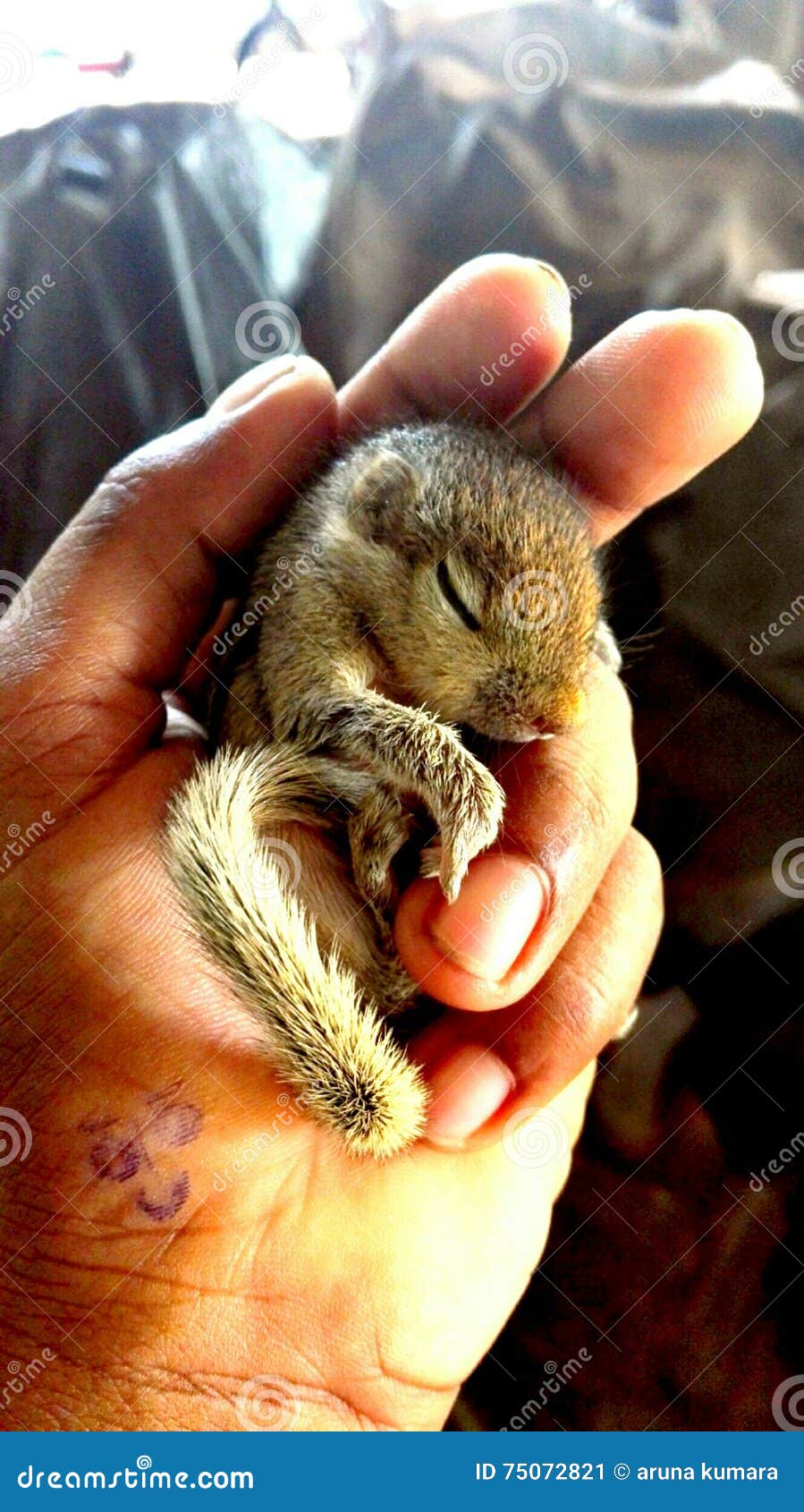 Squirrel stock image. Image of hand, animal, baby, squirrel - 75072821