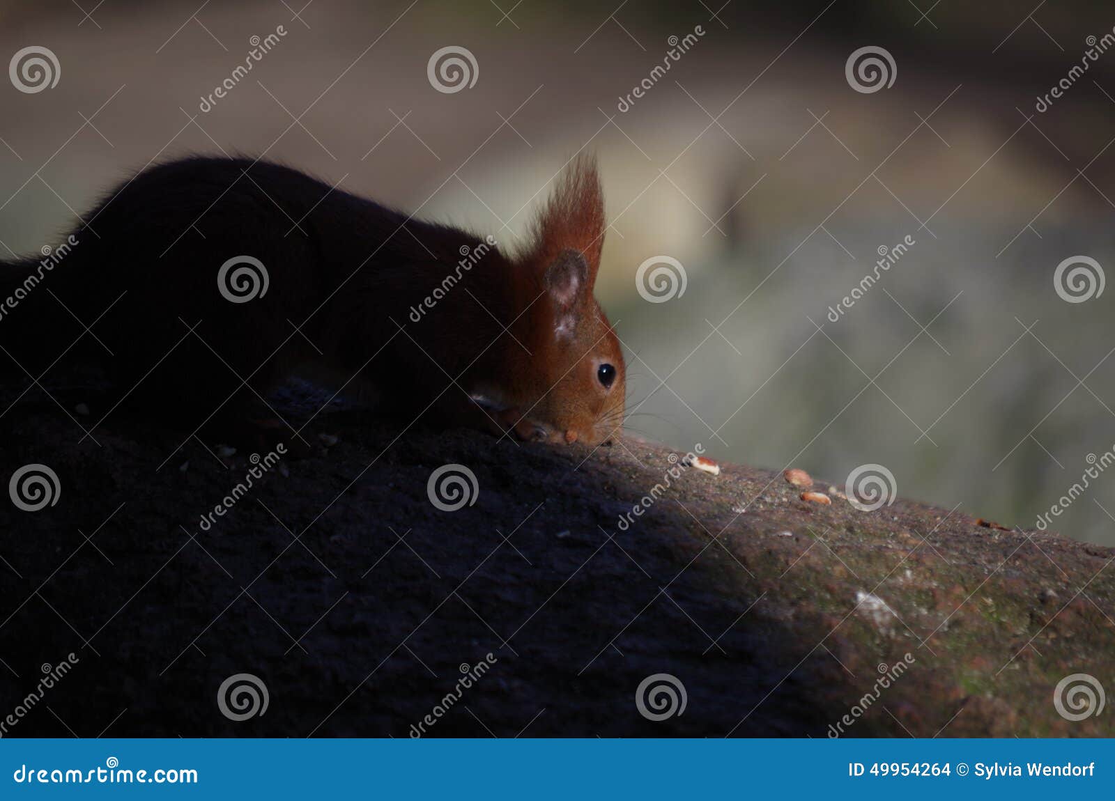 Squirrel stock photo. Image of wild, food, hibernal, eating - 49954264