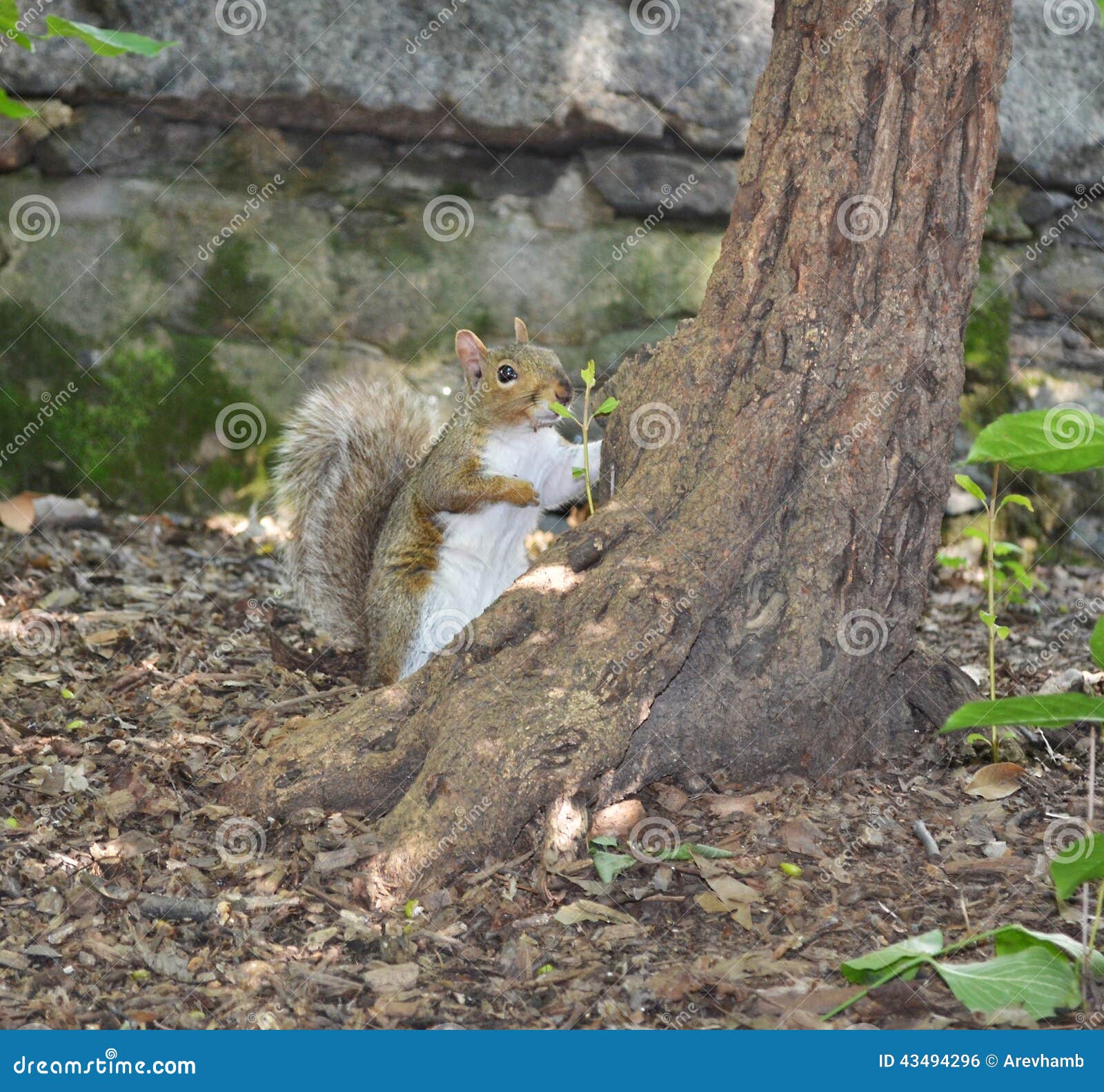 Squirrel behind the tree stock photo. Image of rodent - 43494296