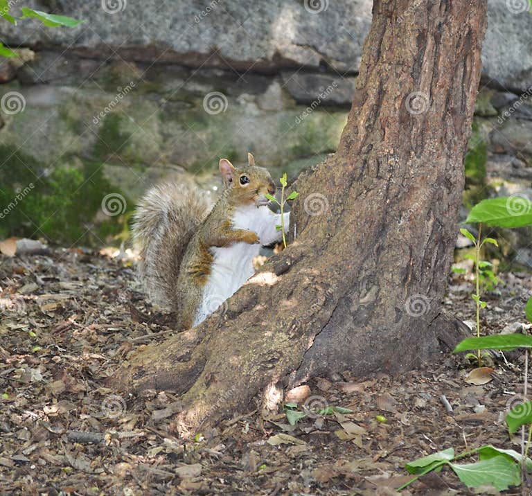 Squirrel behind the tree stock photo. Image of rodent - 43494296