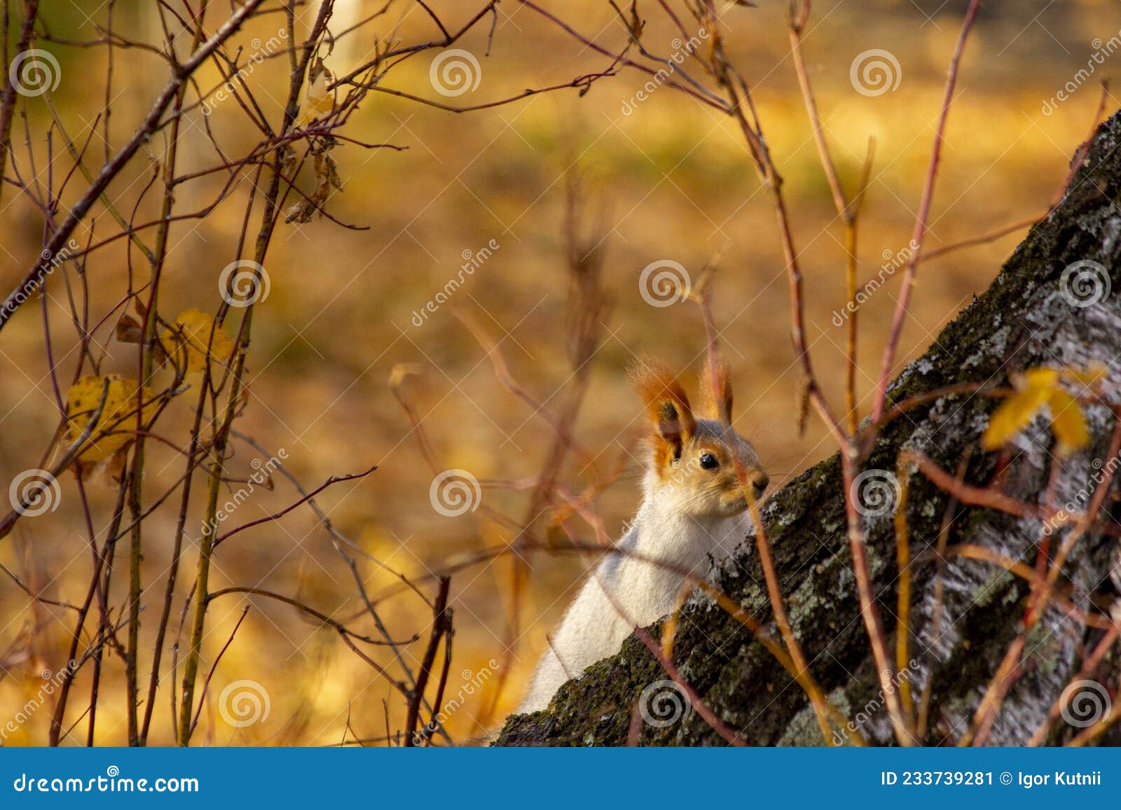 The Squirrel Behind the Tree Was Alerted by the Loud Sound Stock Image ...