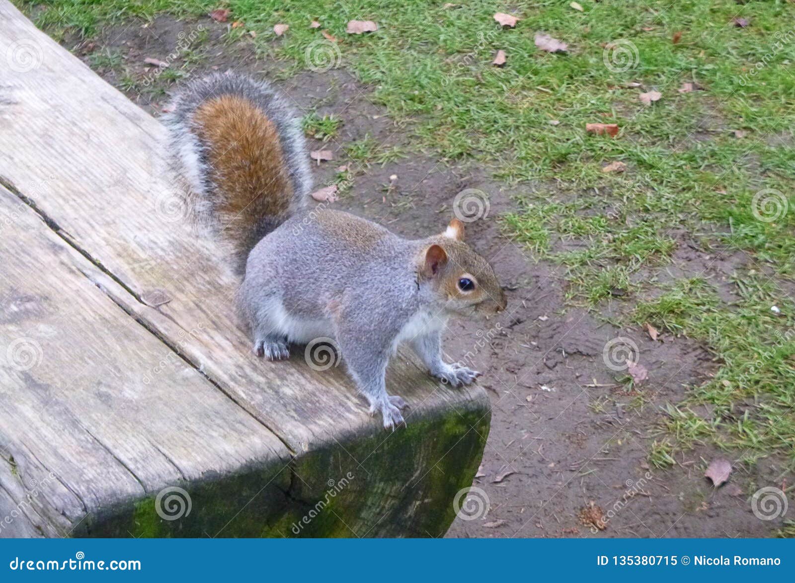 Squirrel on the bench stock image. Image of animal, nature - 135380715