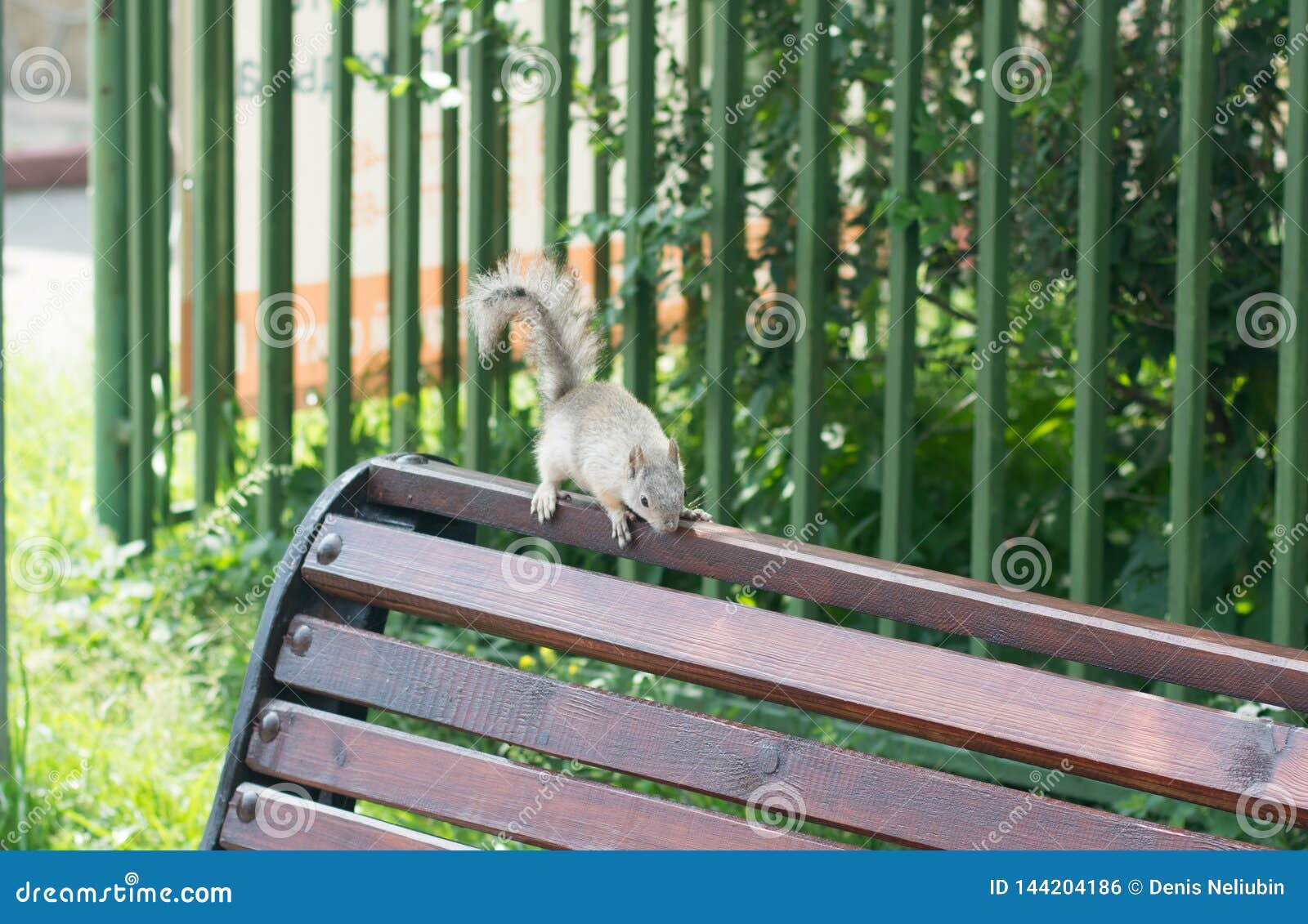 Squirrel on the bench stock photo. Image of fluffy, natural - 144204186