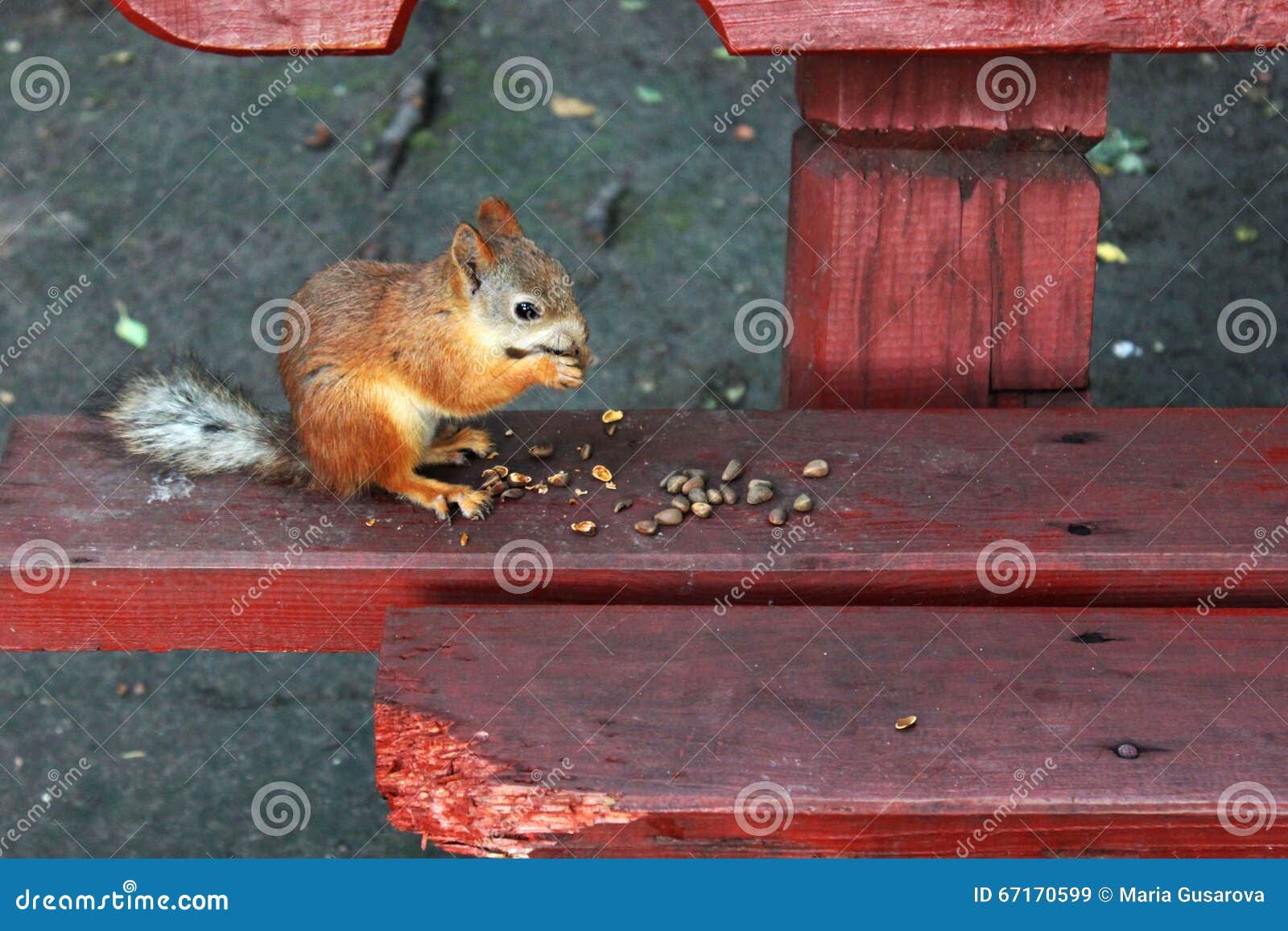 Squirrel on the Bench Eating Nuts Stock Image - Image of sitting ...