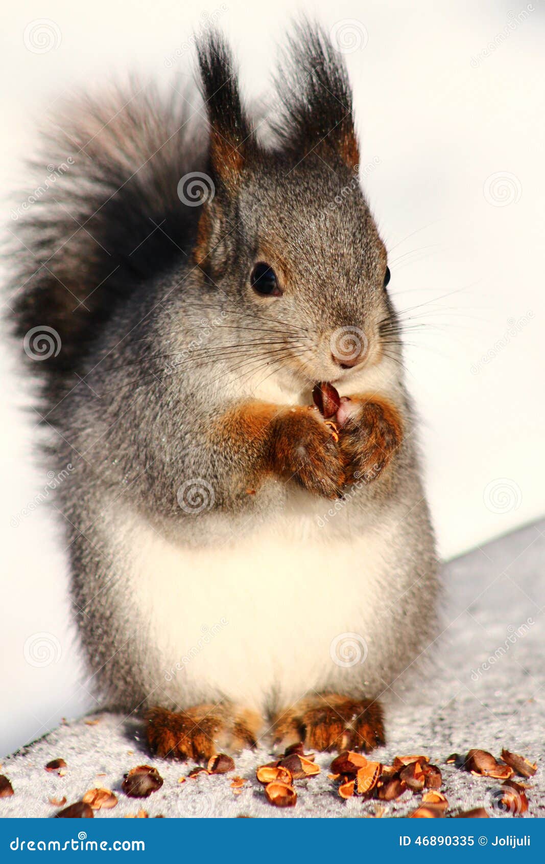 Squirrel stock image. Image of look, eating, feed, mood - 46890335