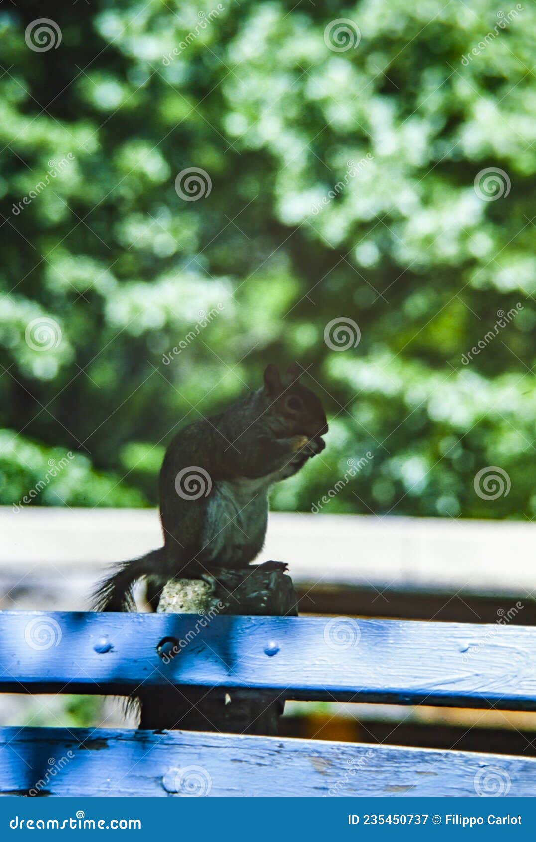 Squirrel on the bench stock image. Image of outdoors - 235450737