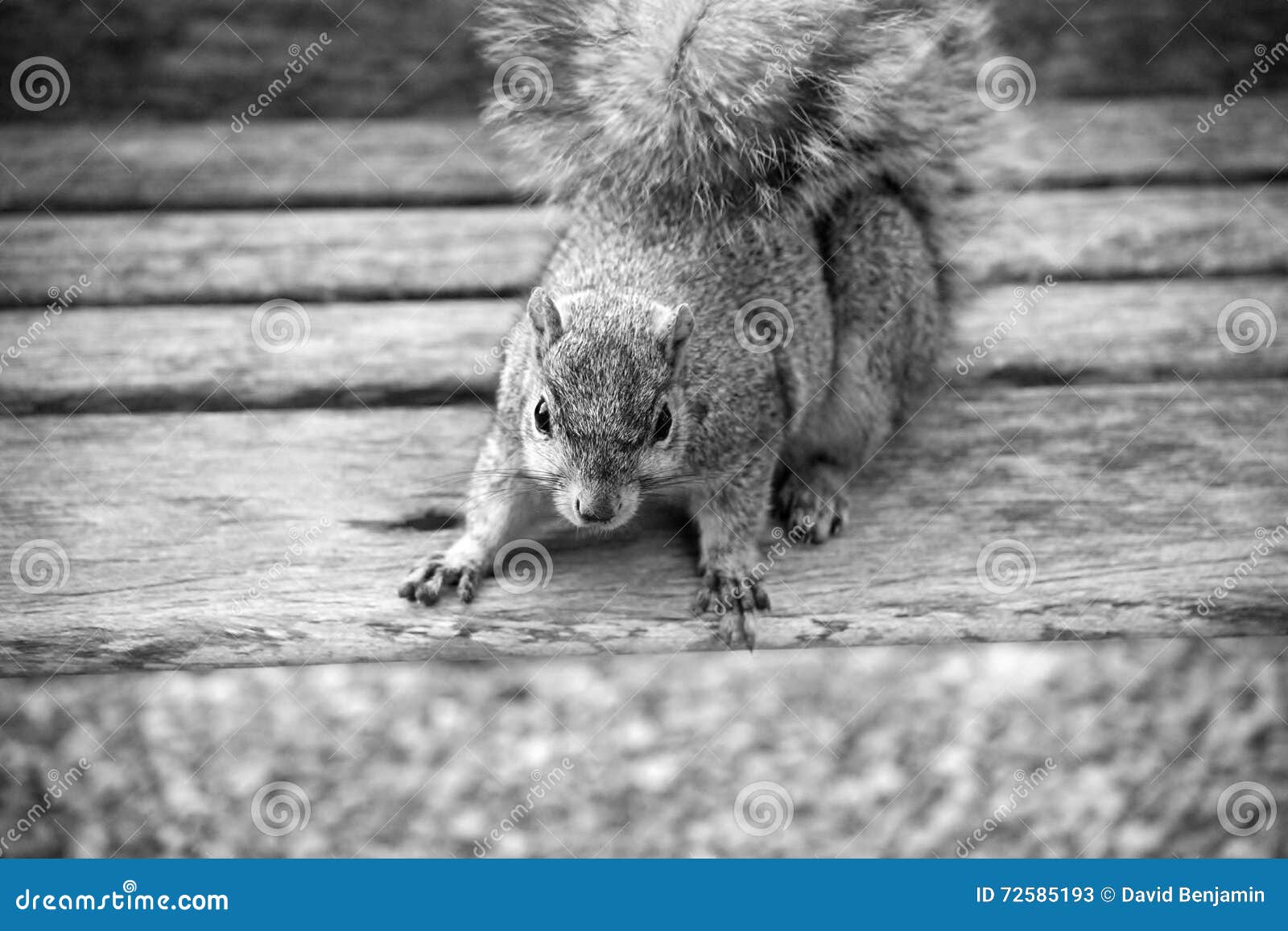 Squirrel on bench stock image. Image of rodent, squirrel - 72585193