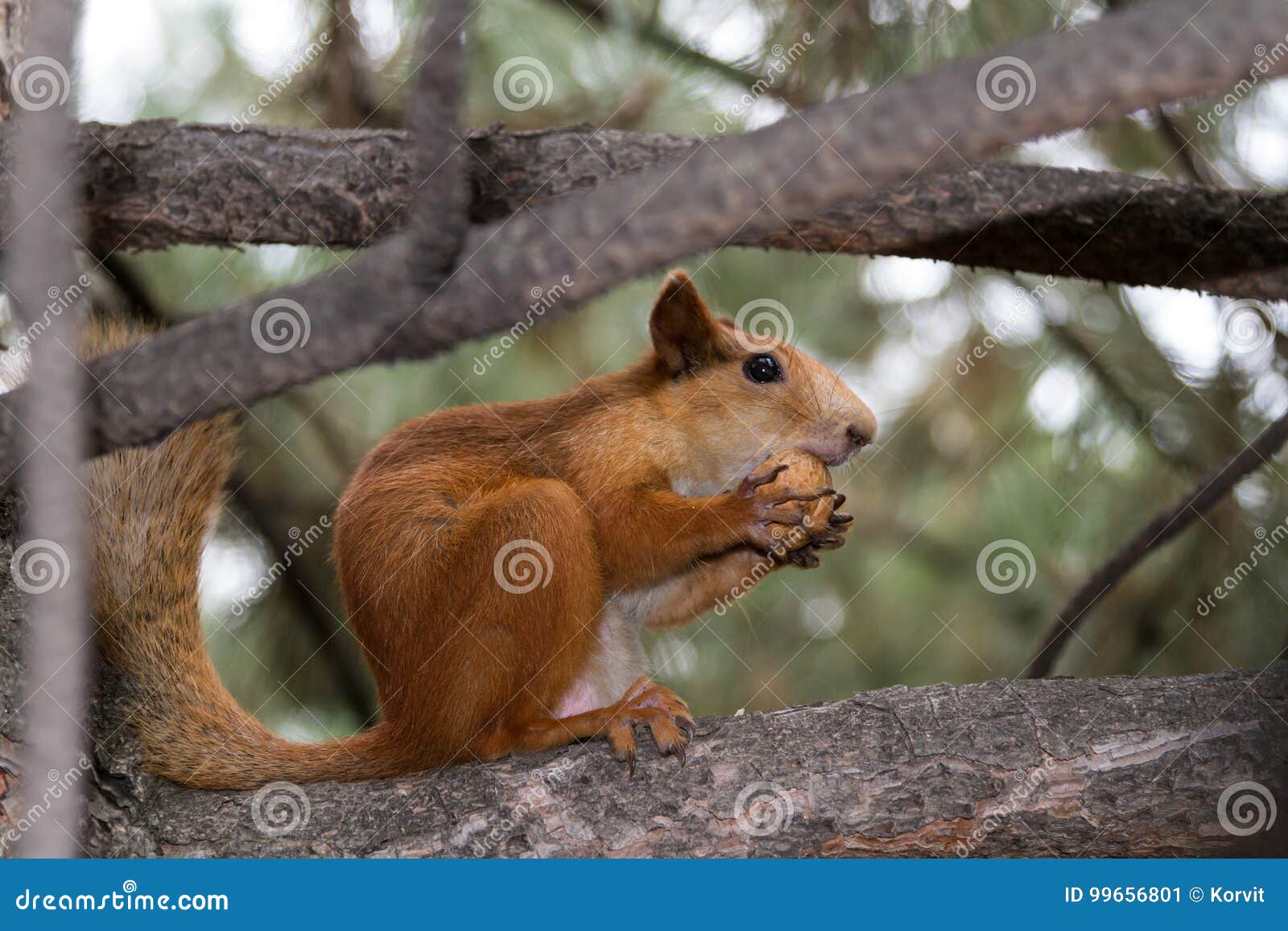 Squirrel with a Big Nut on a Branch Stock Image - Image of creature ...