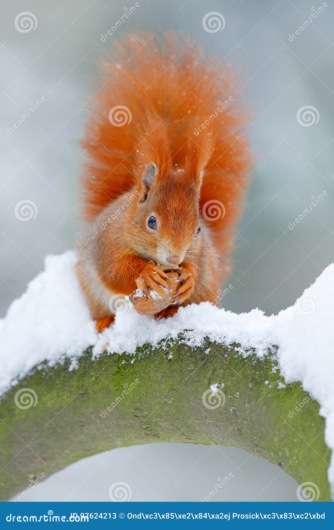 Squirrel with Big Orange Tail. Feeding Scene on the Tree Stock Image ...