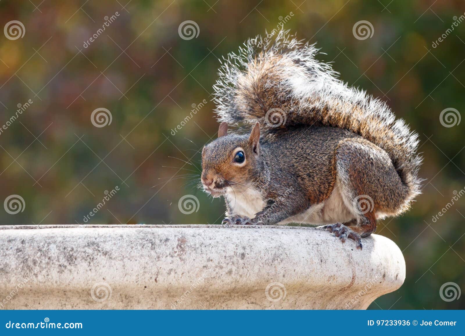 Squirrel and a bird bath stock photo. Image of rodent - 97233936