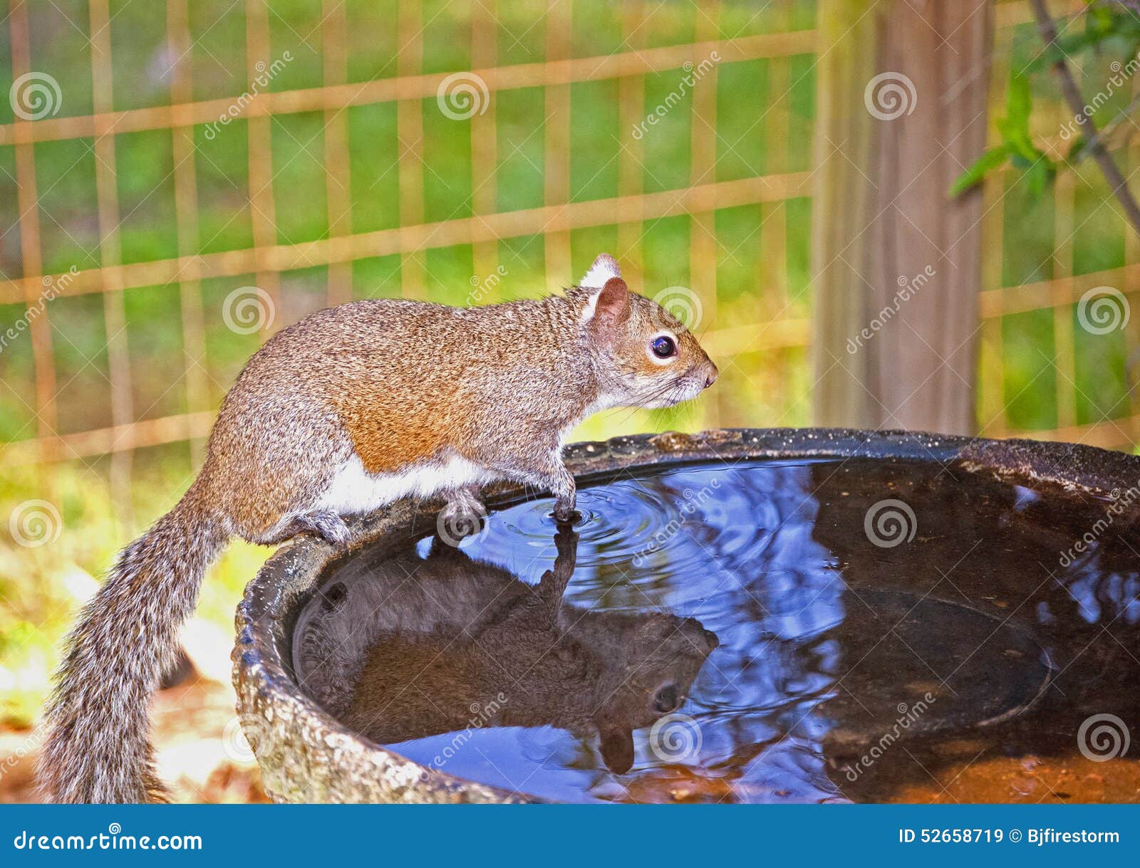 Squirrel at Bird Bath stock image. Image of tail, birdbath - 52658719