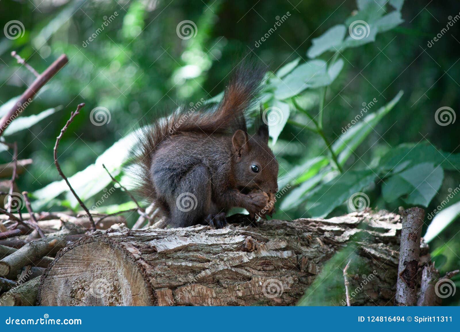 Squirrel biting into a nut stock photo. Image of biting - 124816494