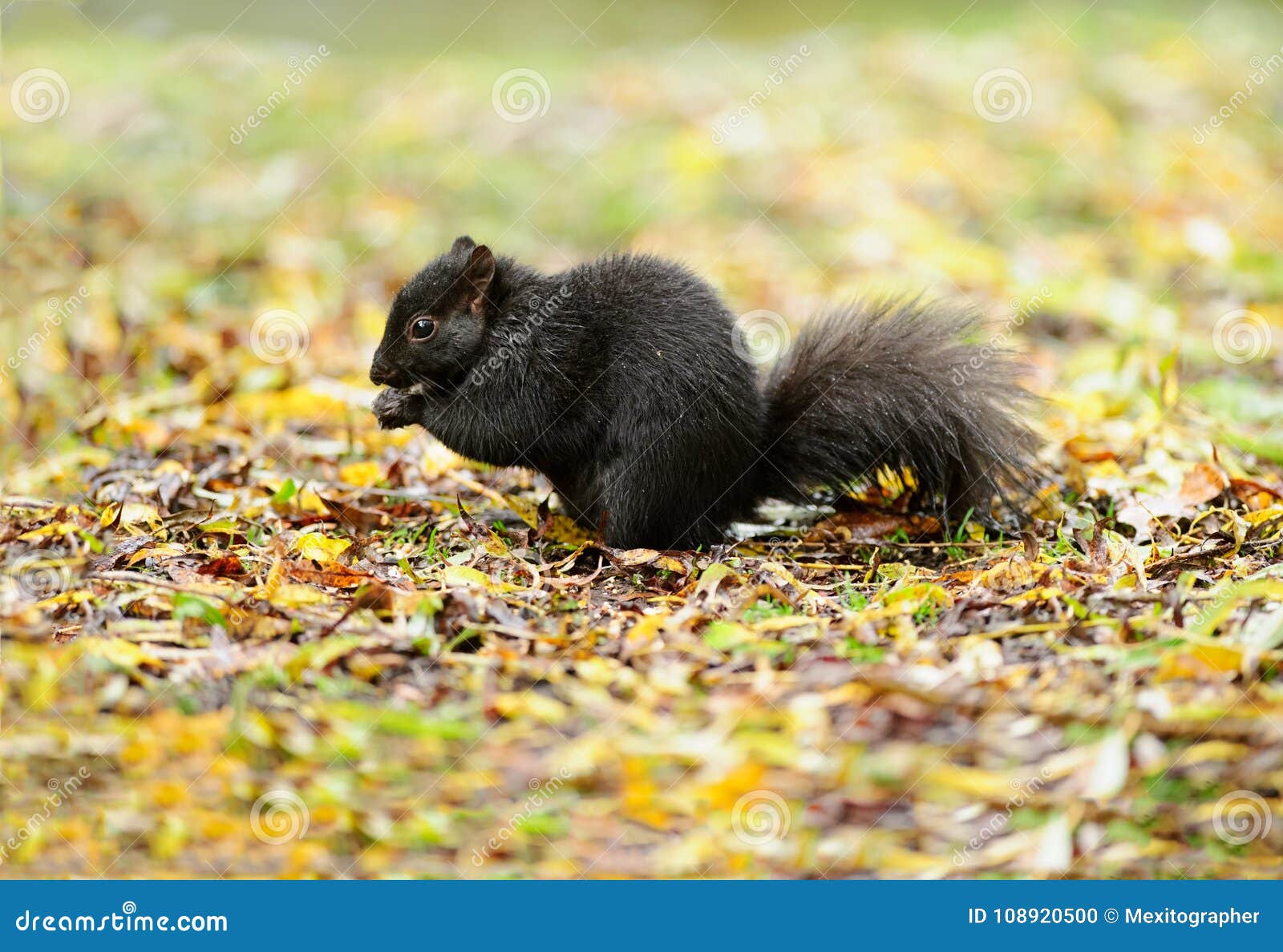 Squirrel Black stock photo. Image of furry, little, mammal - 108920500