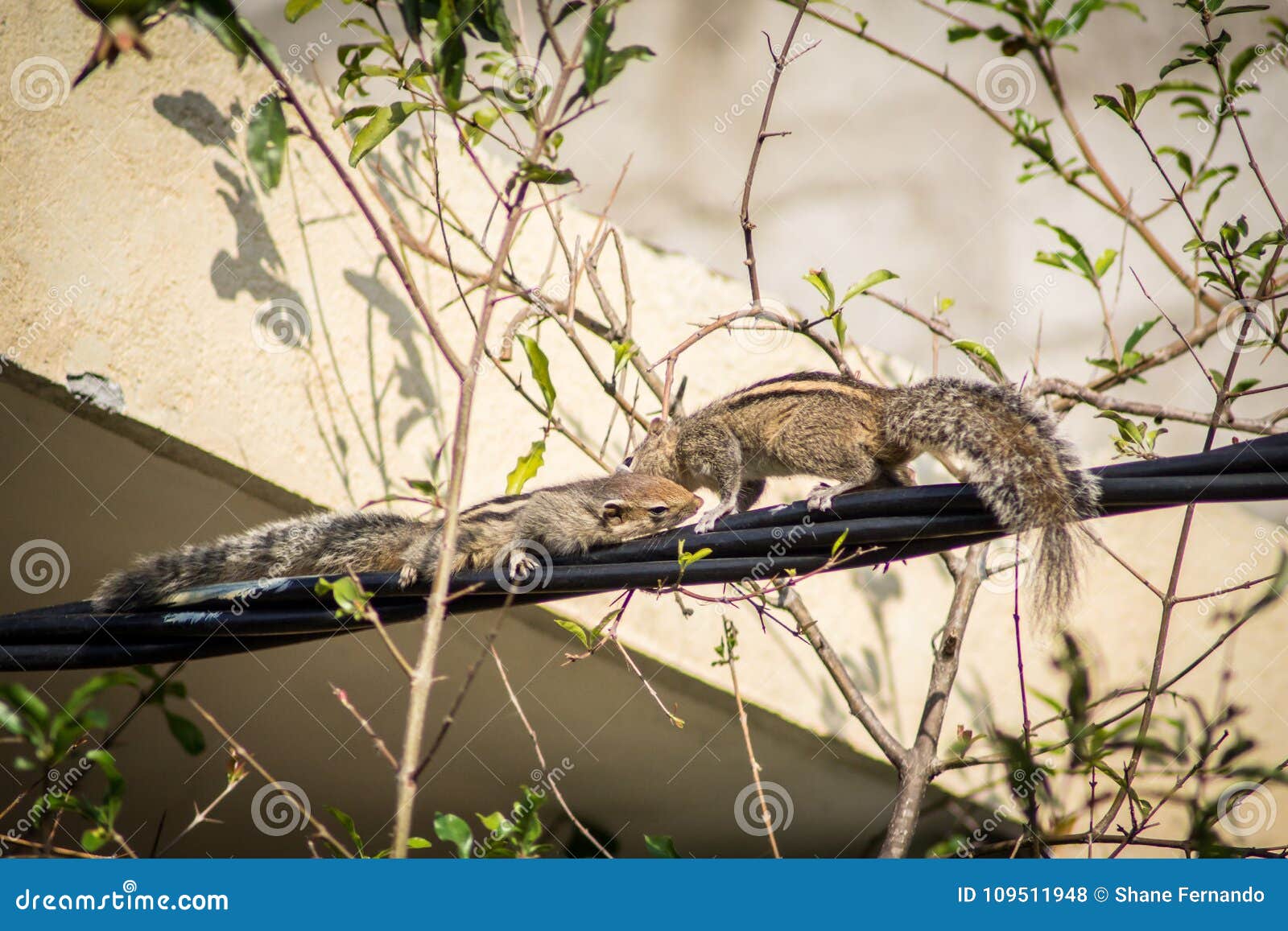 Squirrel on a black wire stock photo. Image of current - 109511948