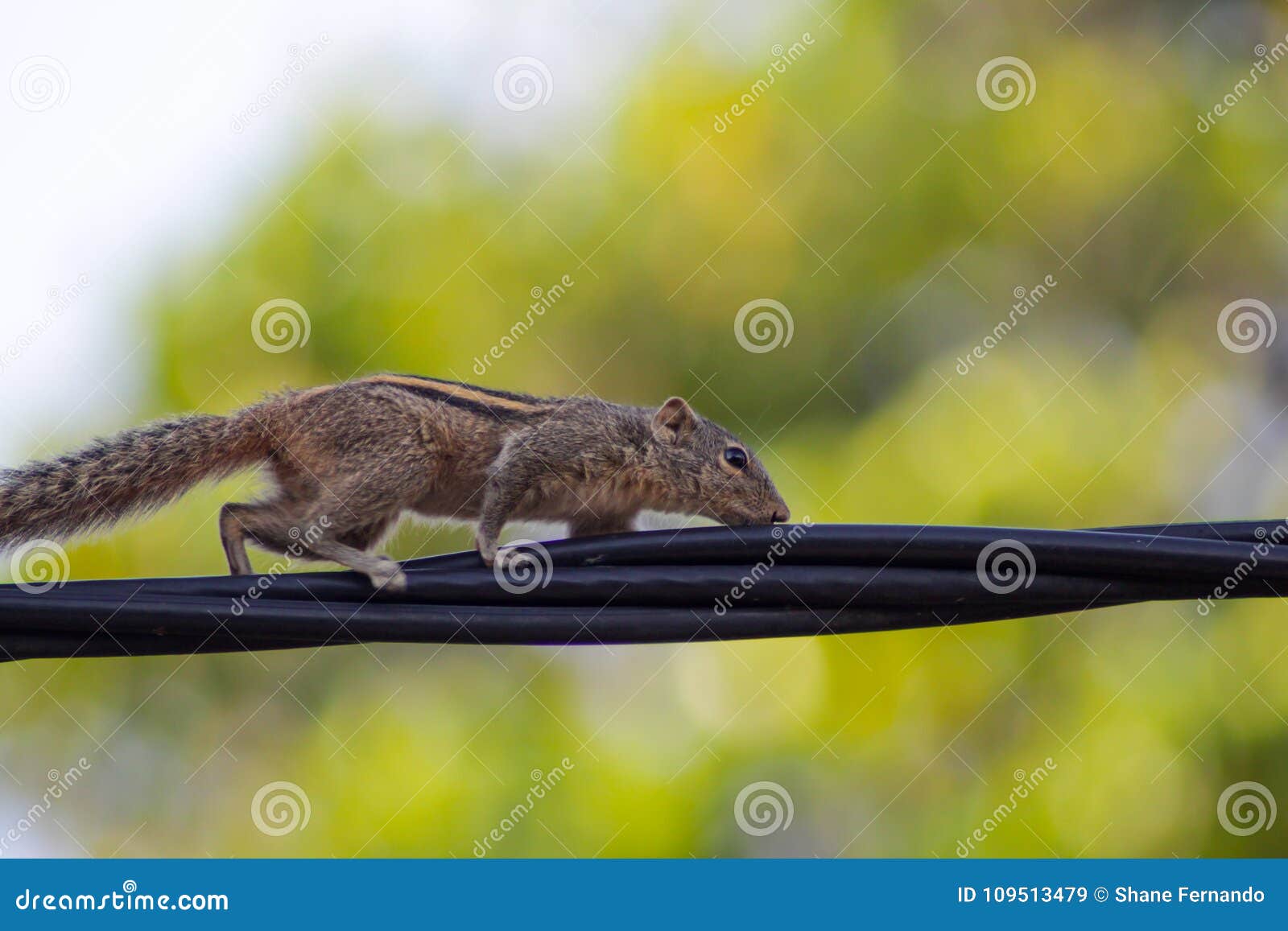 Squirrel on a black wire stock image. Image of outdoors - 109513479