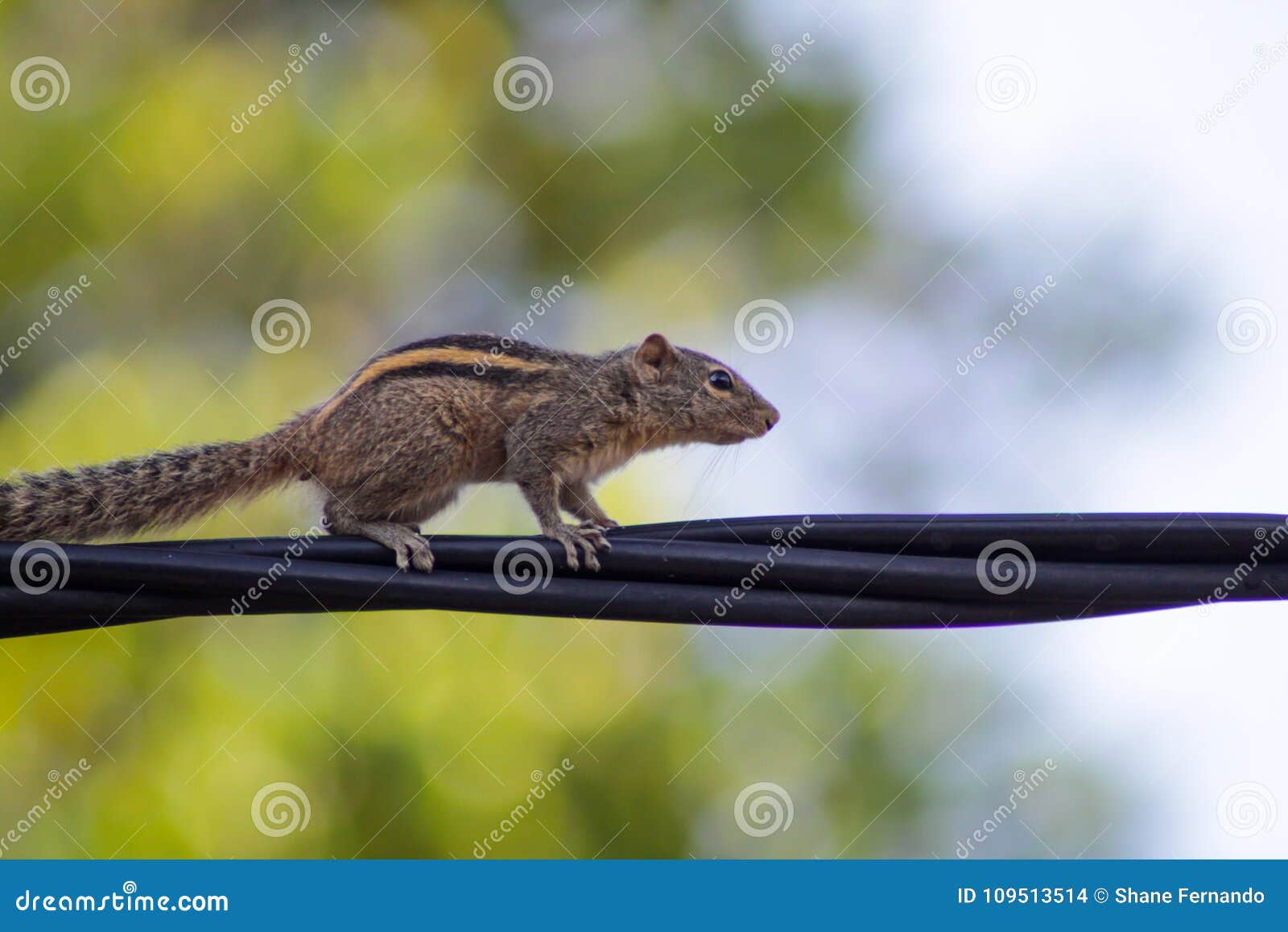 Squirrel on a black wire stock photo. Image of closeup - 109513514