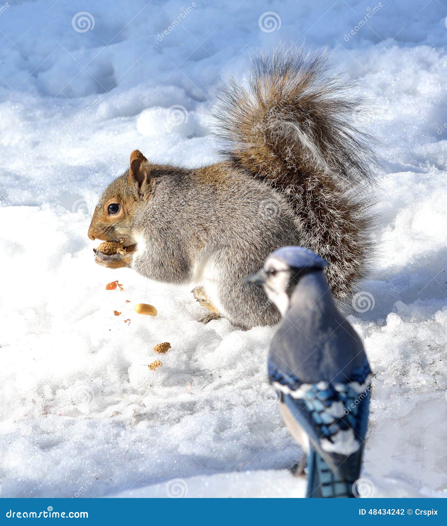 Squirrel and Blu Jay stock photo. Image of cold, blue - 48434242