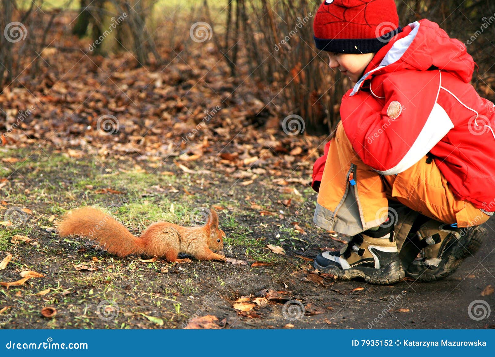 Squirrel and boy stock photo. Image of animal, outdoor - 7935152