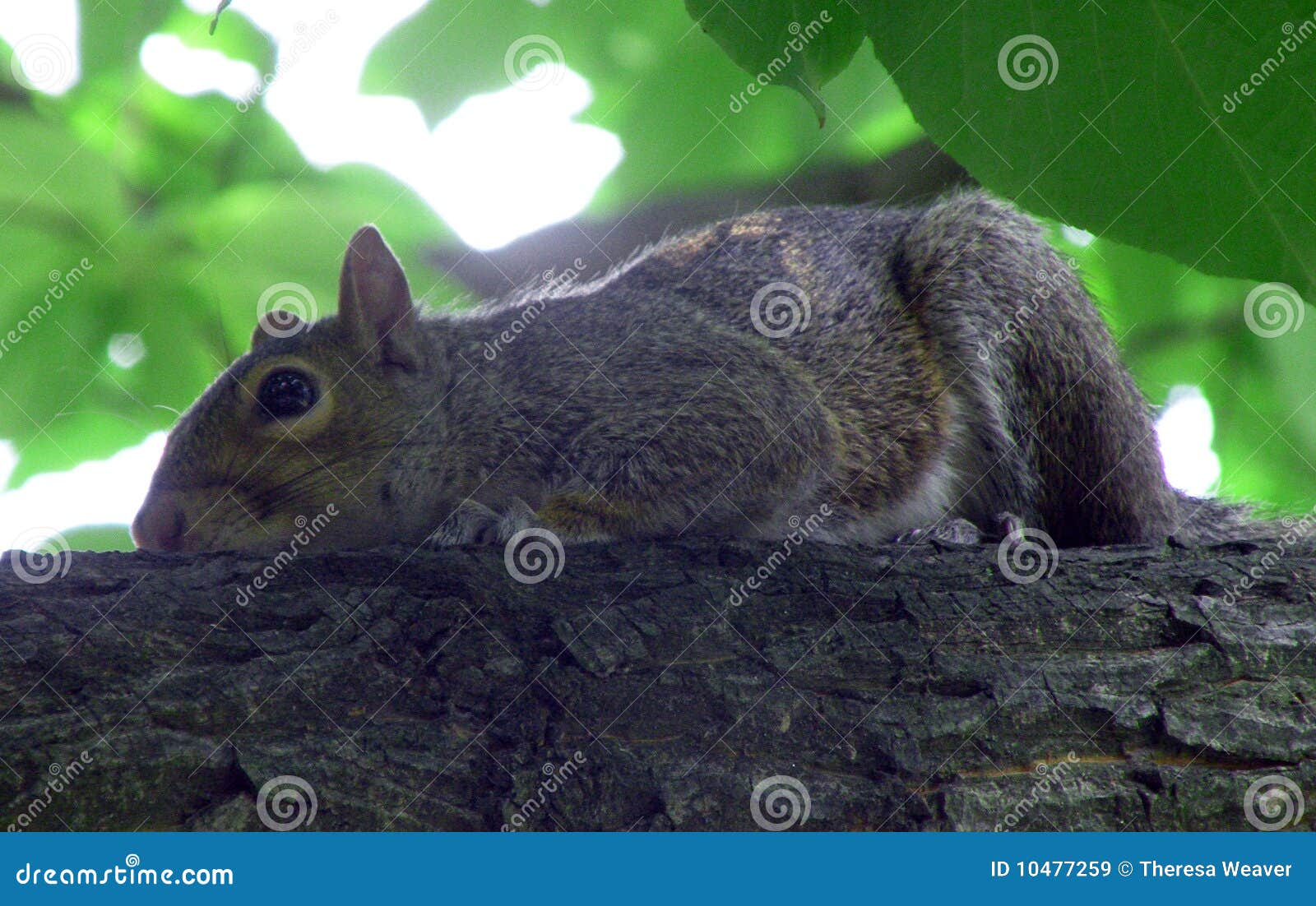 Squirrel on branch stock image. Image of animal, fuzzy - 10477259