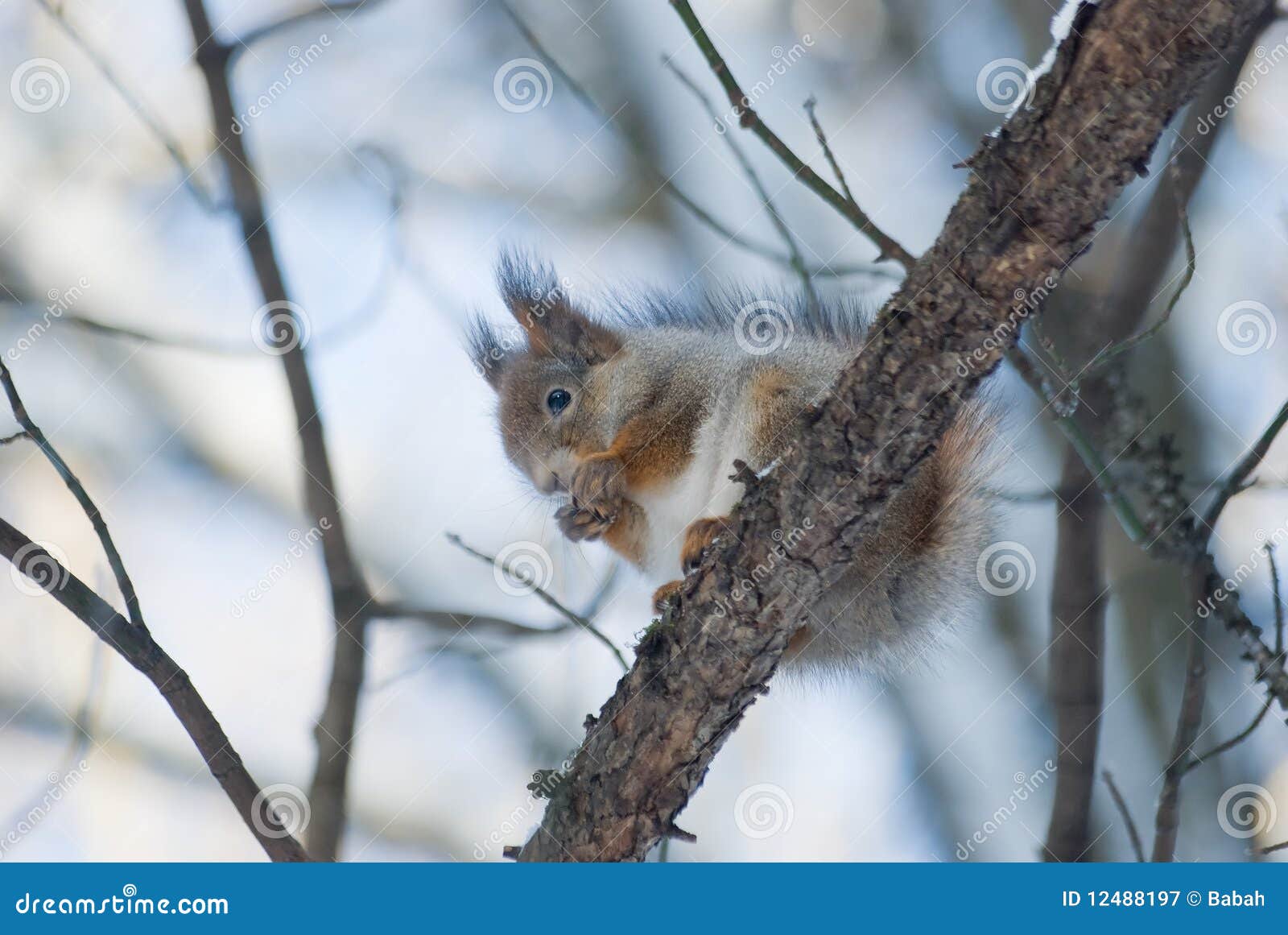 The squirrel on a branch stock image. Image of mammalian - 12488197