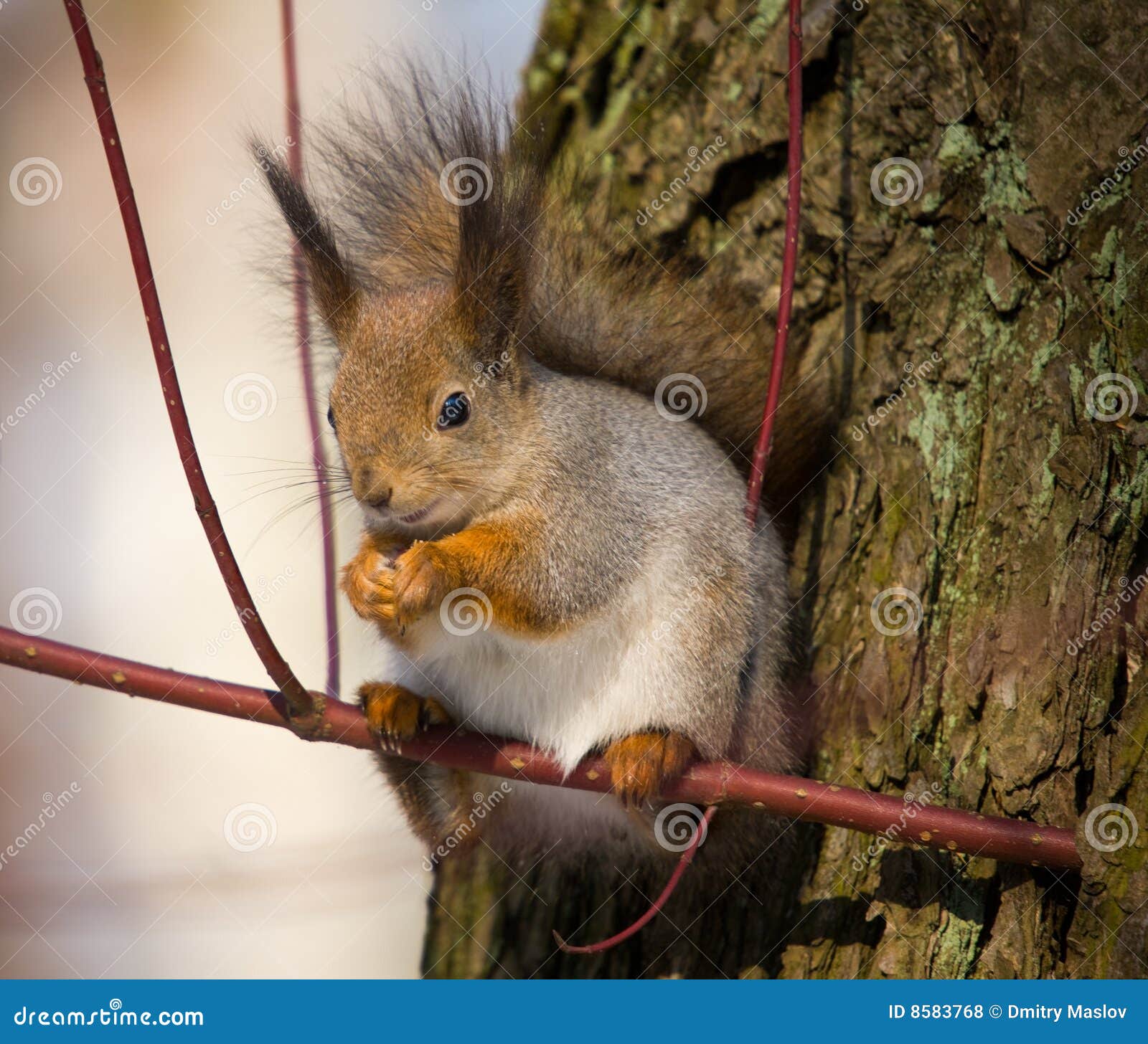 The squirrel on branch stock photo. Image of tree, animals - 8583768