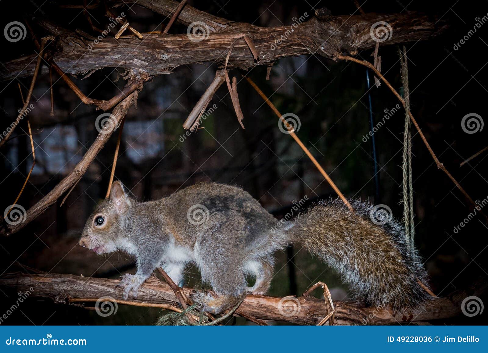 Squirrel on a branch stock photo. Image of tuft, squirrel - 49228036