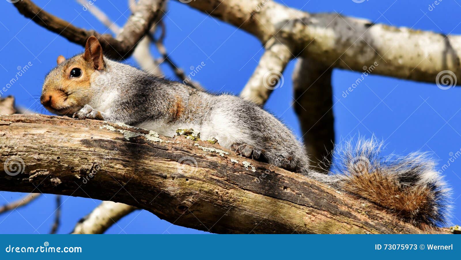 Squirrel on a branch 4 stock image. Image of animal, mammal - 73075973