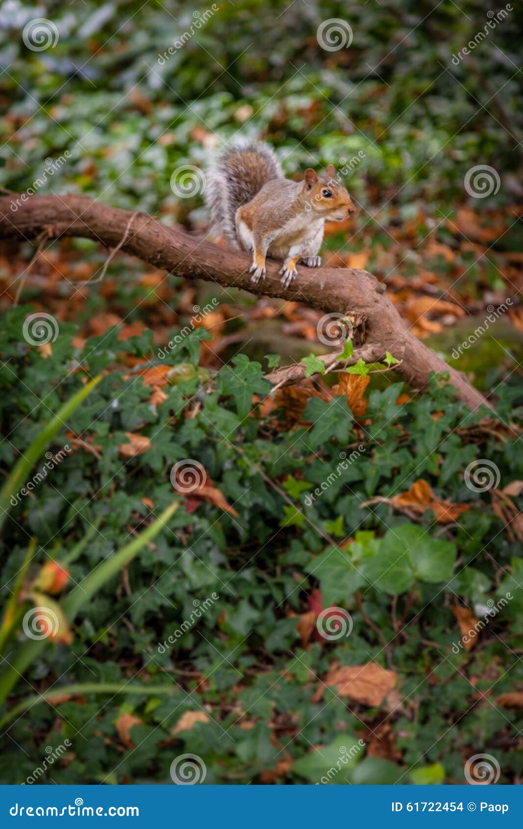 Squirrel on a branch stock photo. Image of hands, holding - 61722454
